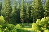 How to Plant a Tree in Israel — Easy Aliyah. Quick and efficient Aliyah ...