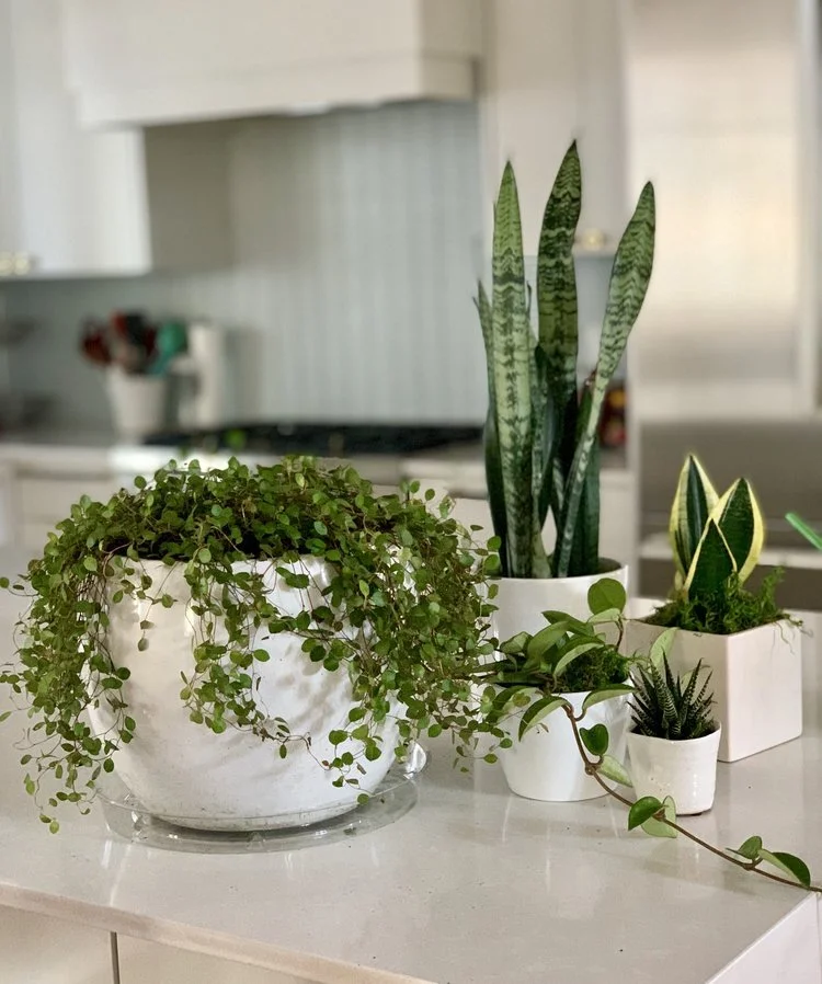 Niki Epstein - Horticulturist, Interior & Exterior Plant Stylist