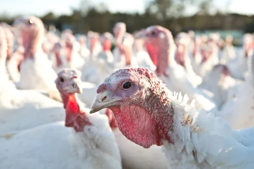 Esbenshade Turkey Farm | Cage-Free Quality Turkeys | Oldest Operating ...