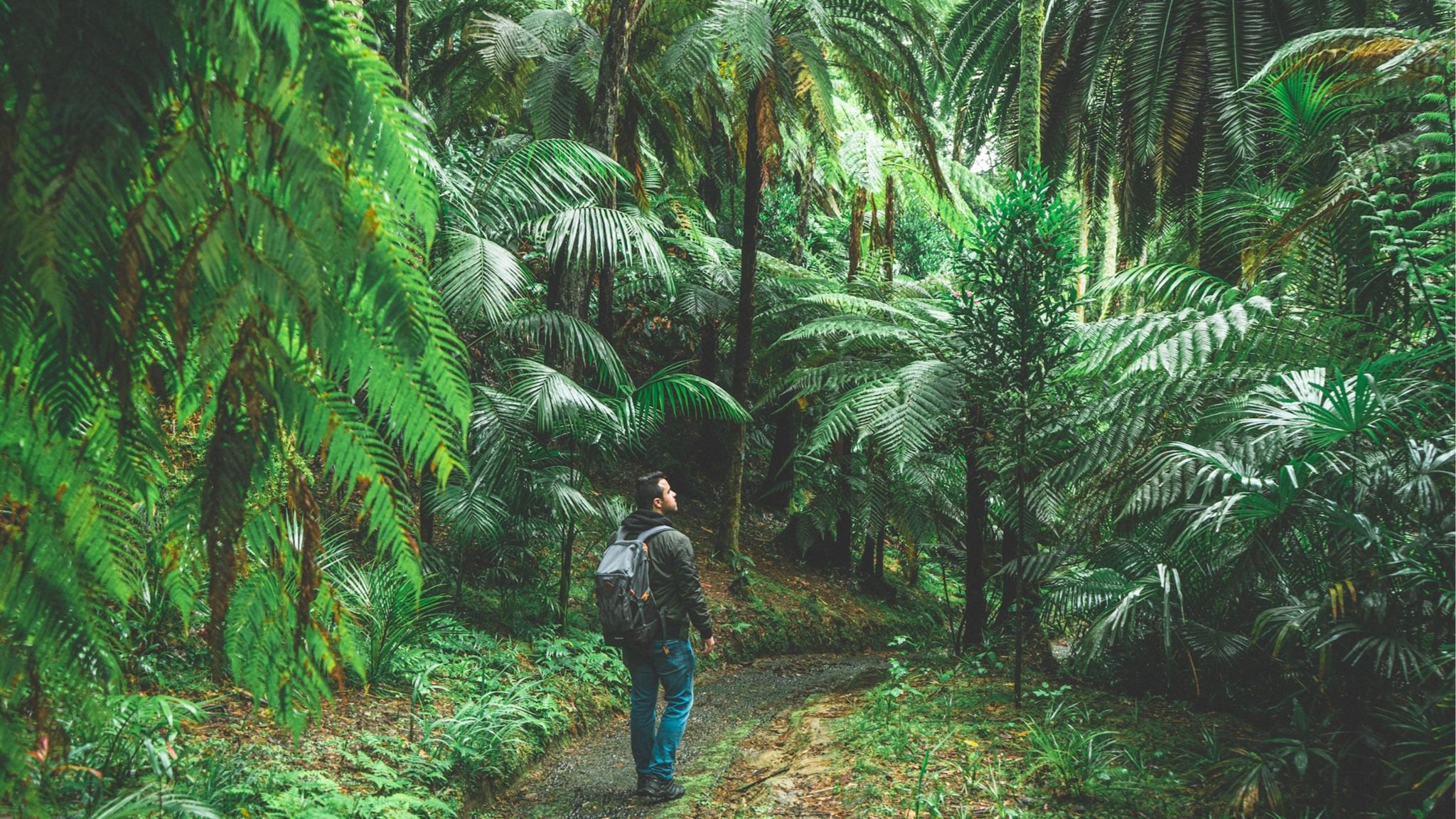 Jardim Mata José do Canto: A Botanical Garden Paradise in the Azores ...