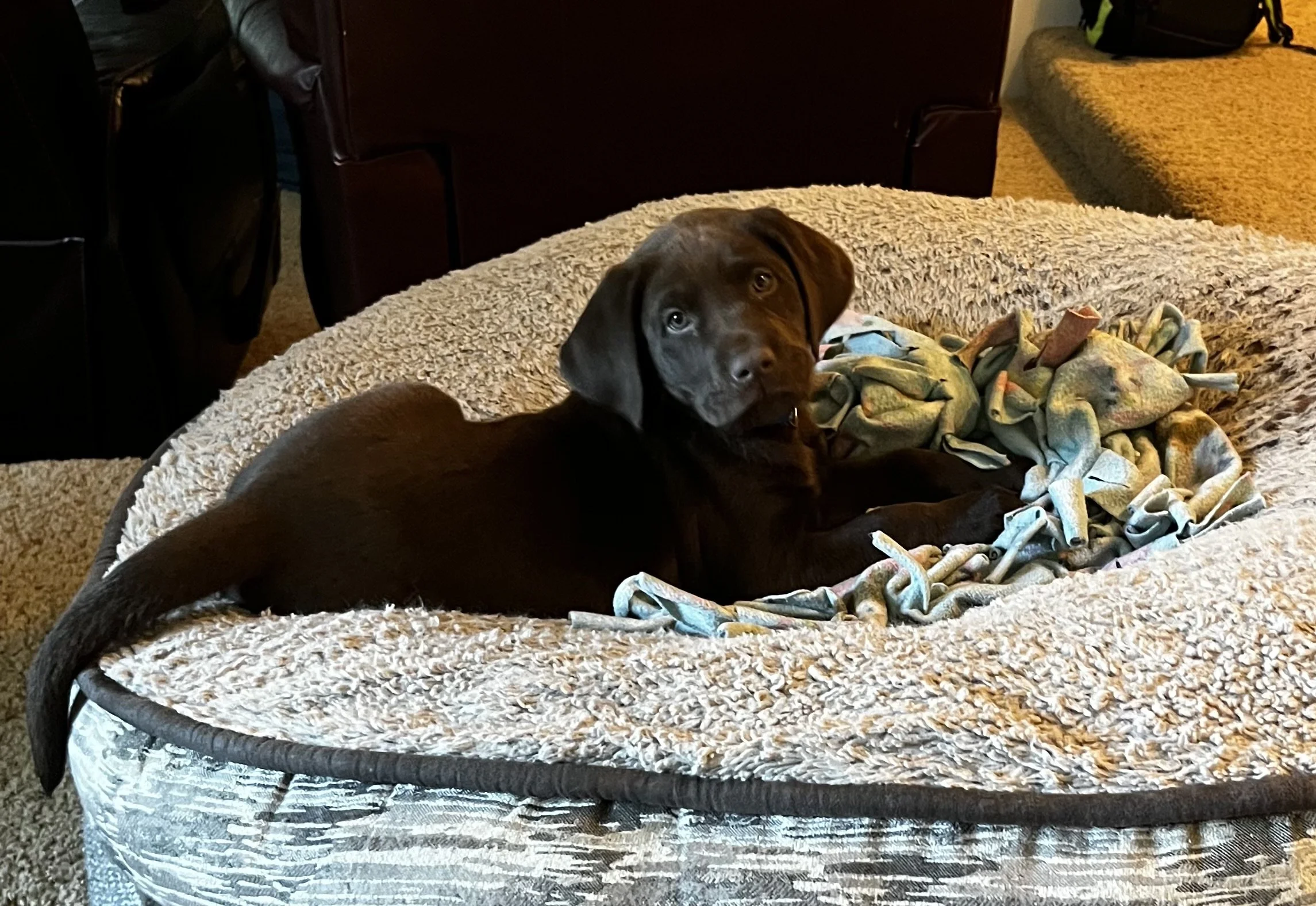 Our Dogs — Spirit Labradors