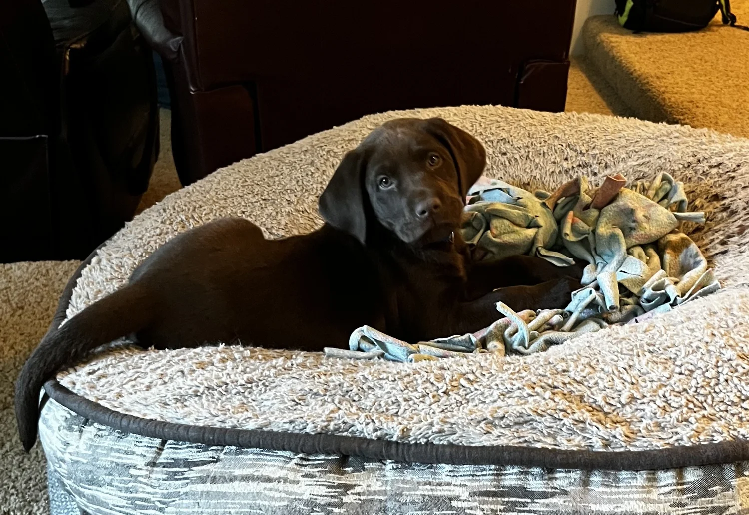 Ridge — Spirit Labradors