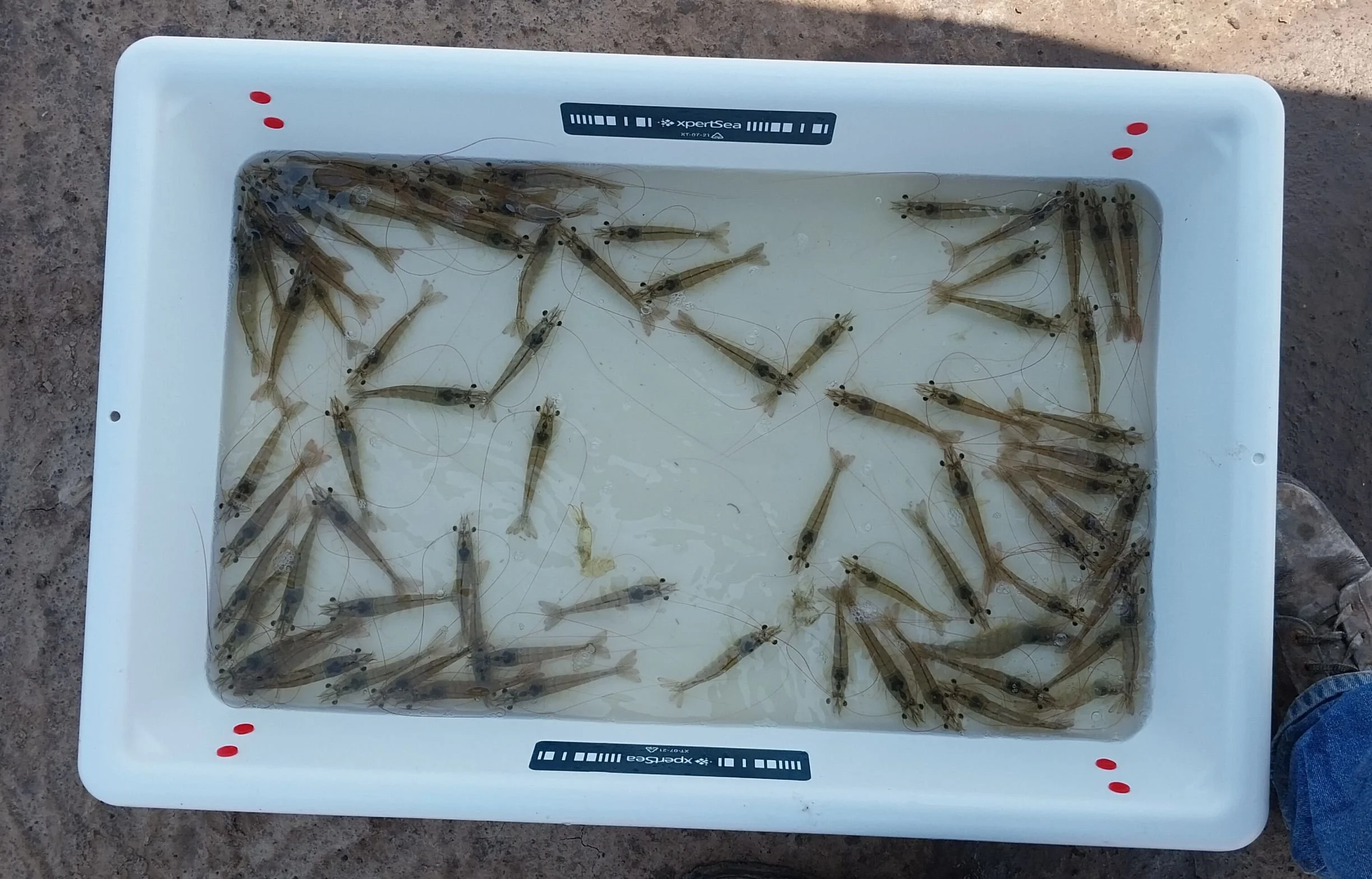 How do I use MAX to complete my shrimp weight monitoring? — xpertSea