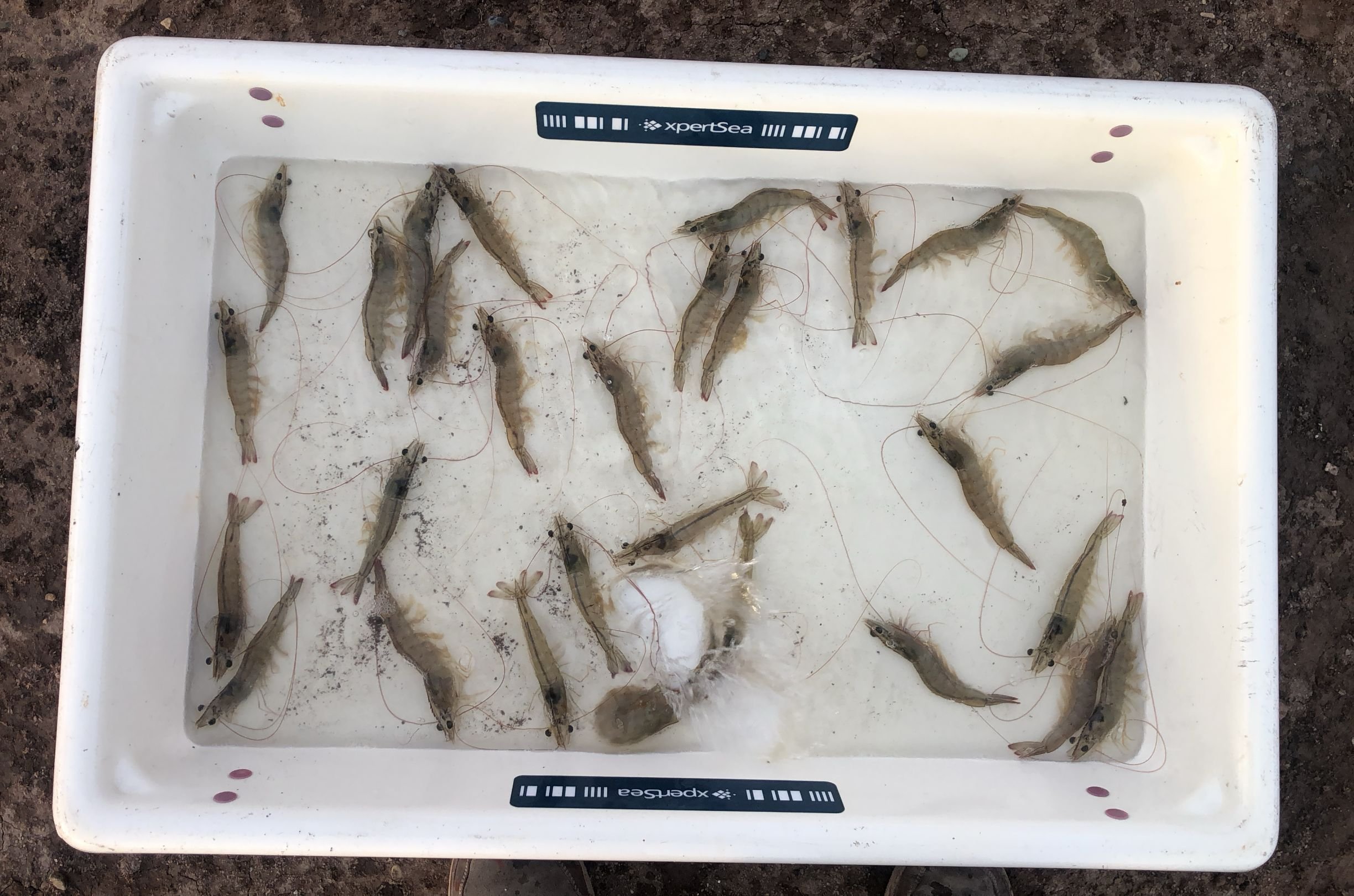 How do I use MAX to complete my shrimp weight monitoring? — xpertSea