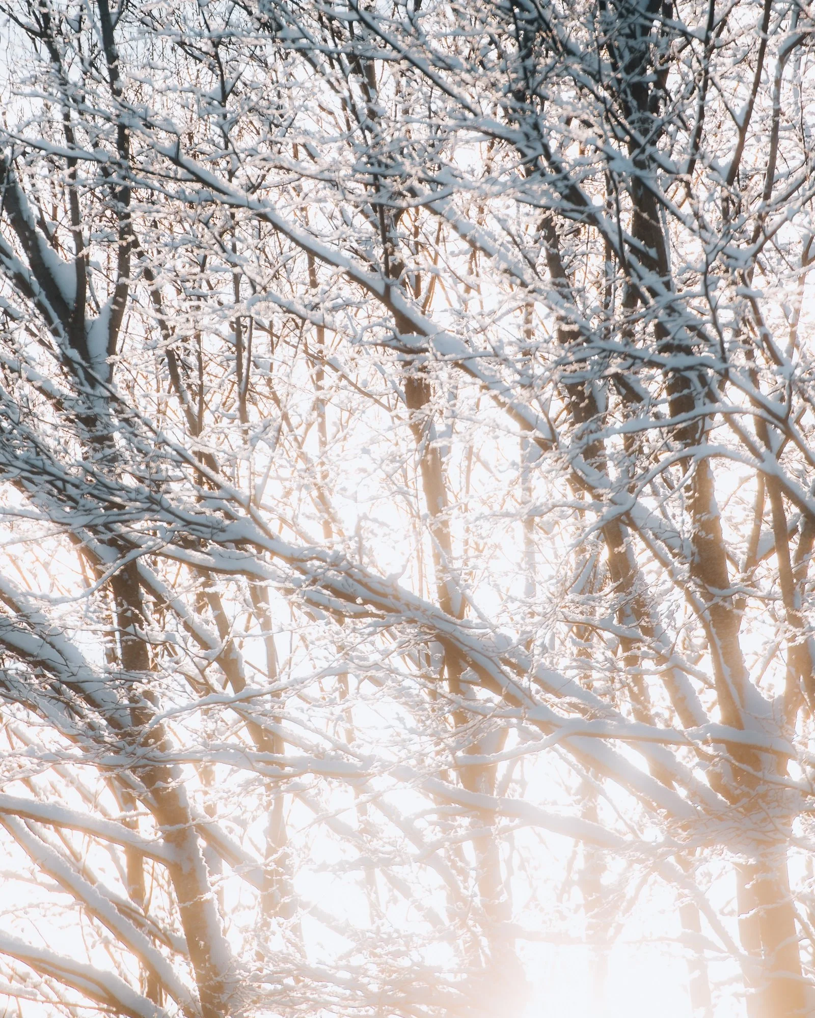 METSIK | Metsamaja | Forest Cabin