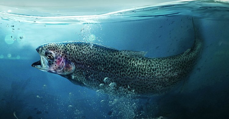 QUANTIDOC - The Barrier Health Company