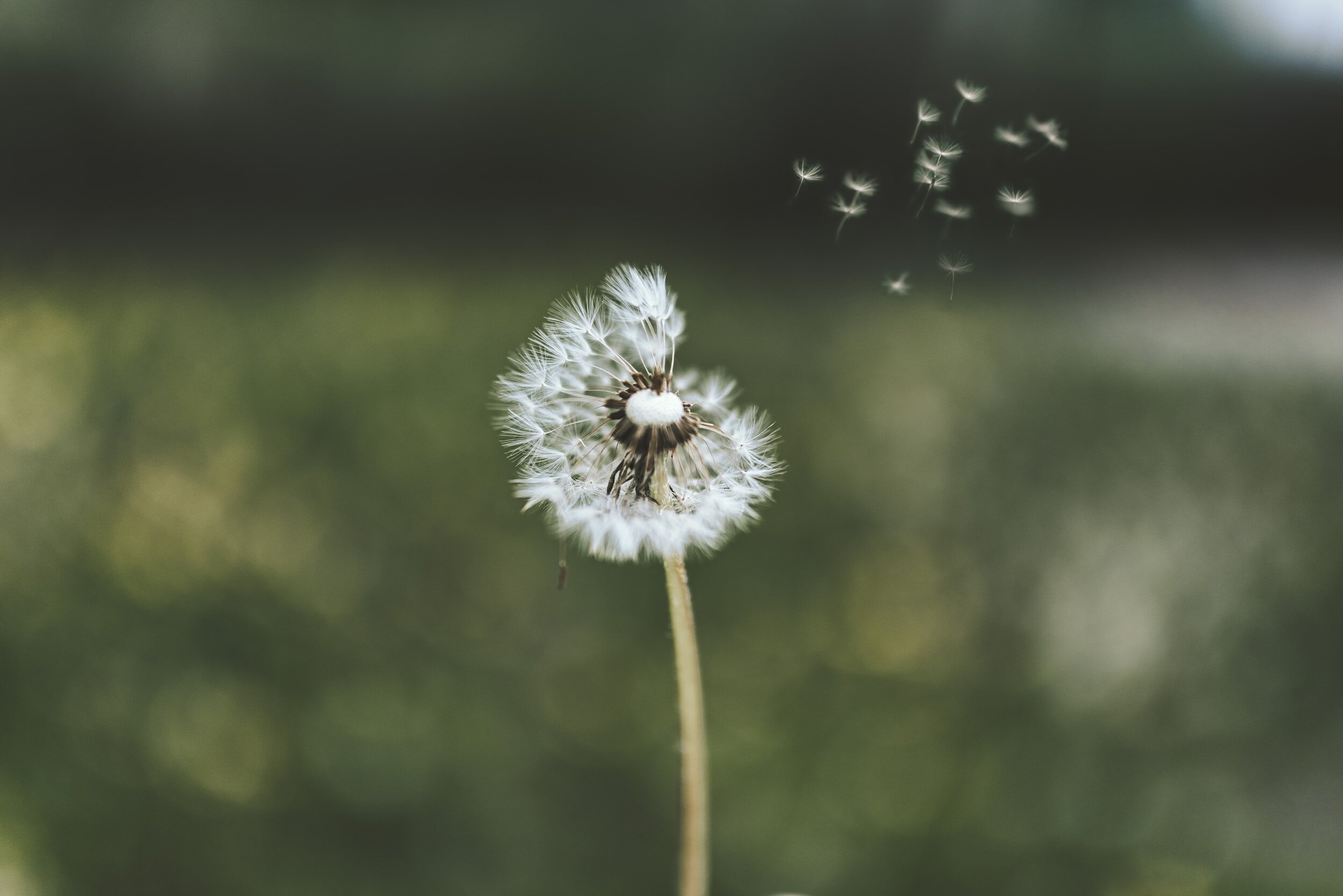 Dandelion Uses and Medicinal Properties — Emily & the Plants