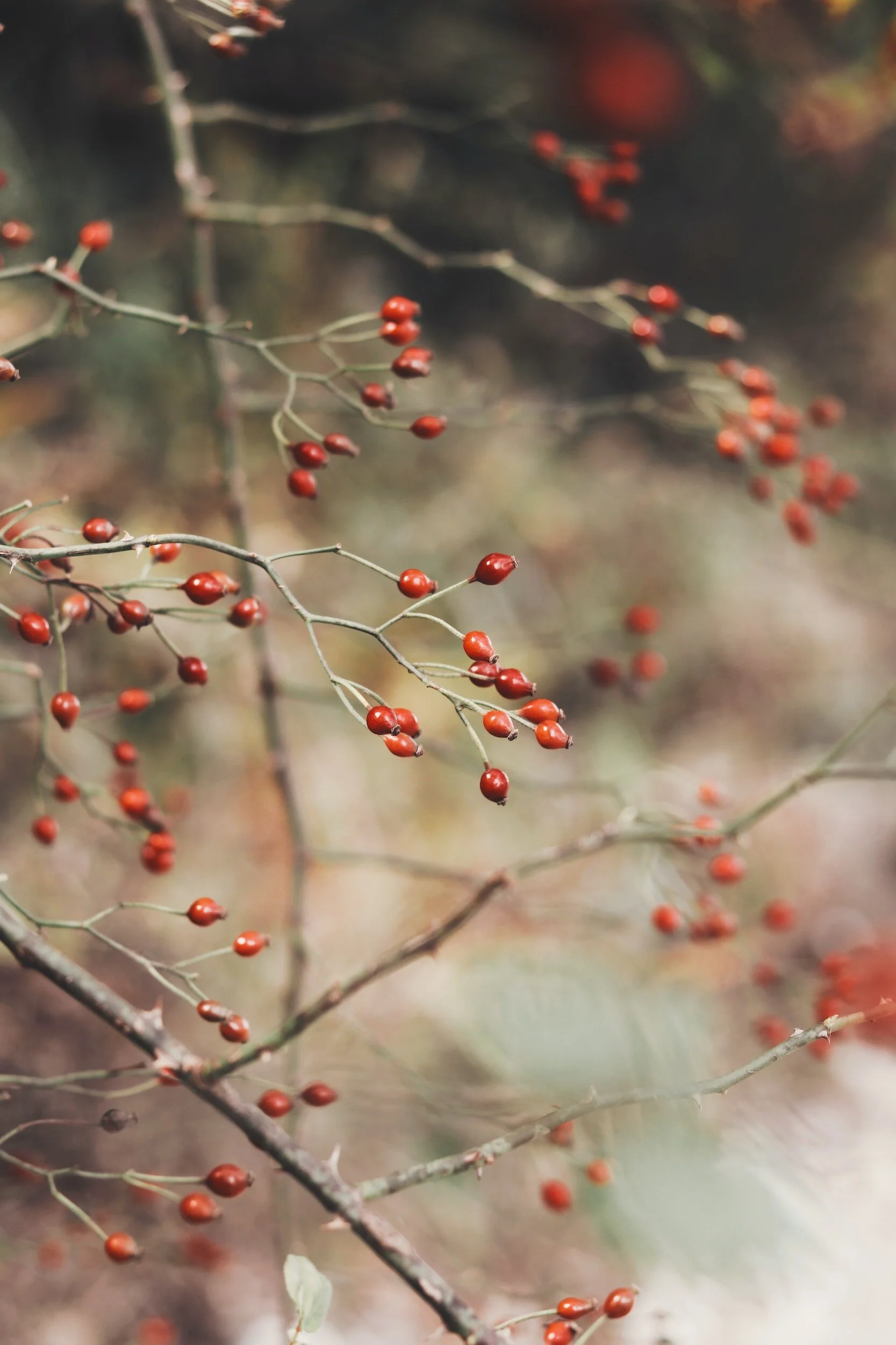 Rosehip Properties, Medicine & Foraging — Emily & the Plants
