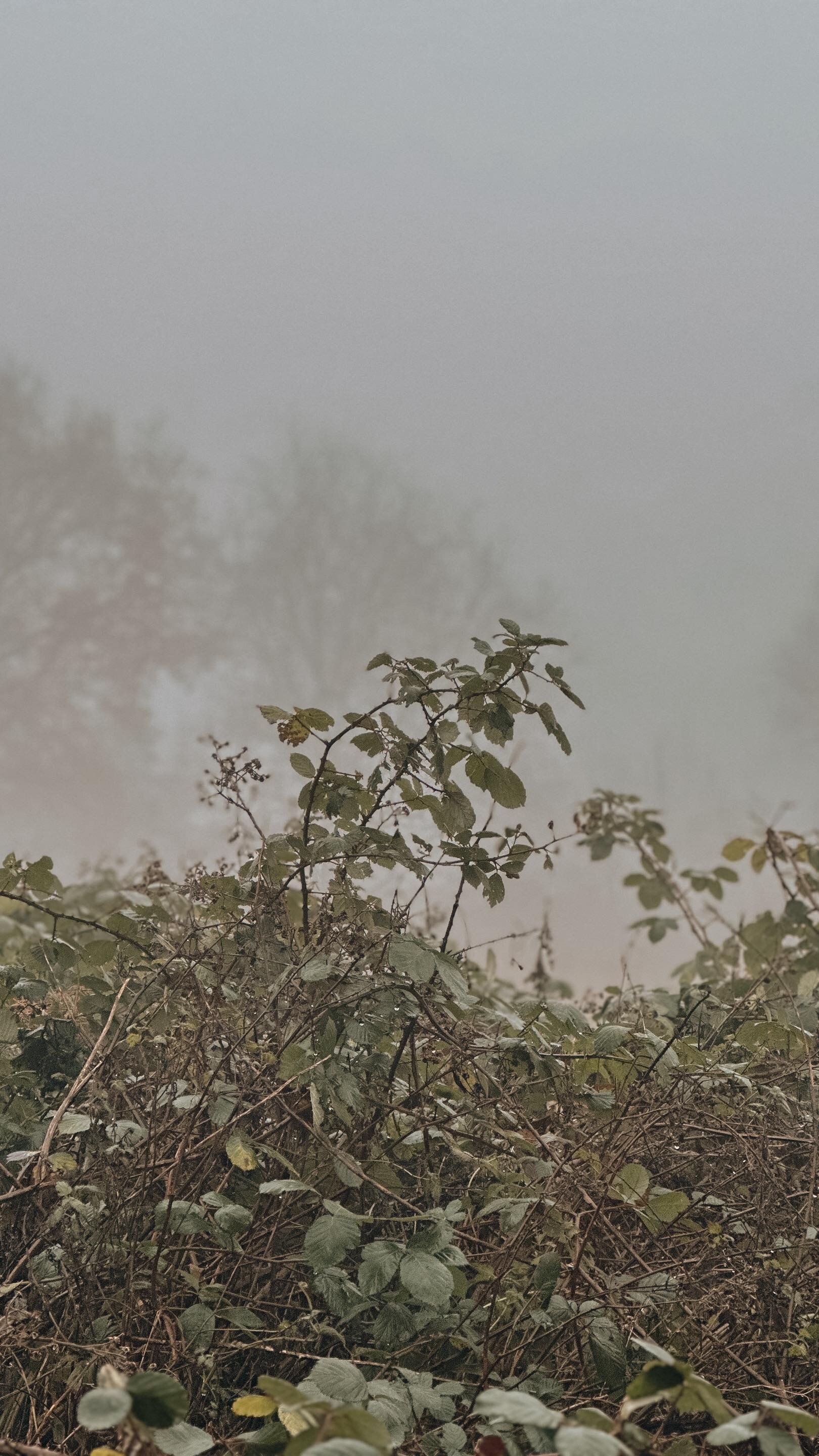 Dandelion Uses and Medicinal Properties — Emily & the Plants