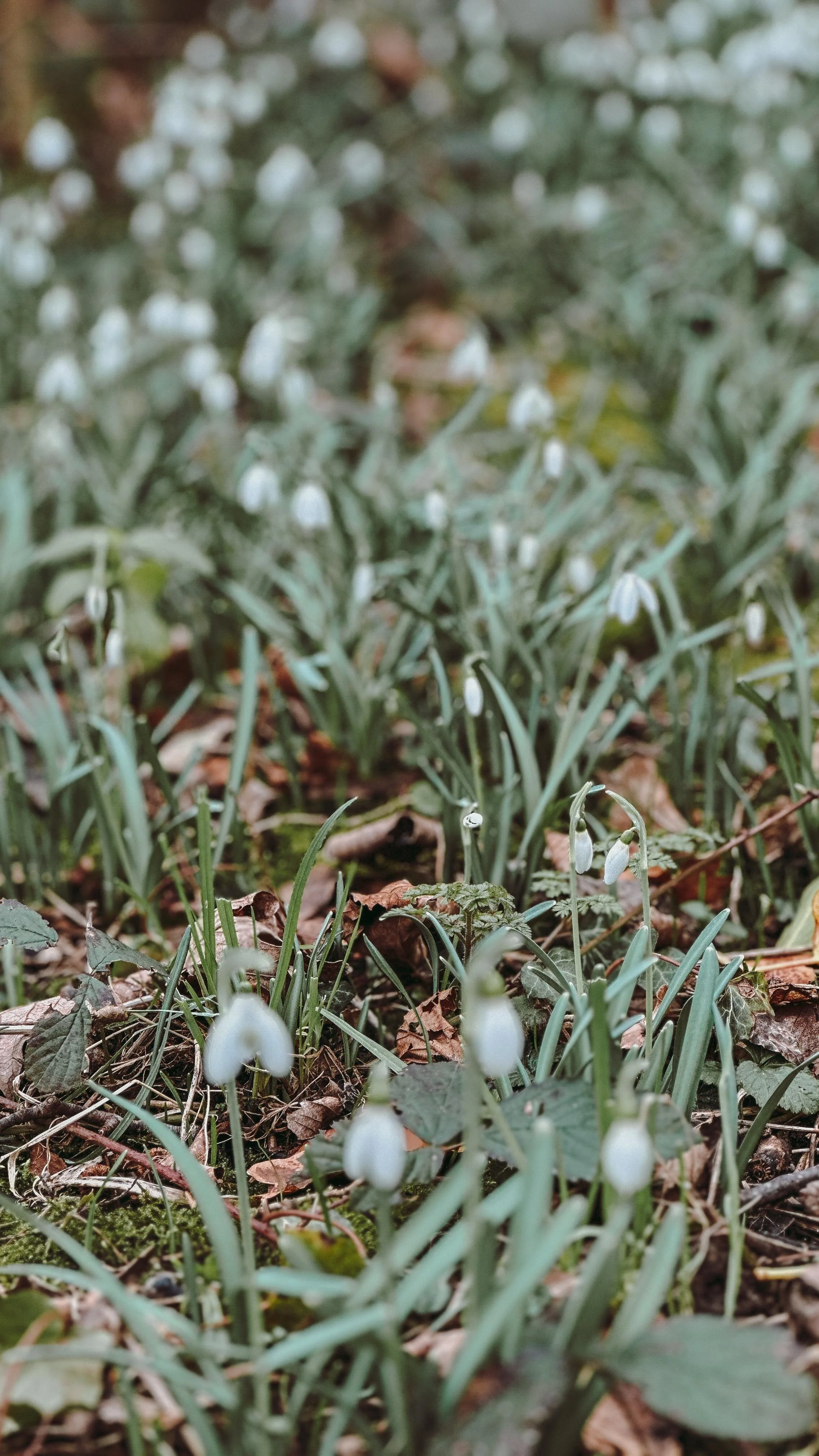 Seasonal Living Activity Ideas for Spring — Emily & the Plants