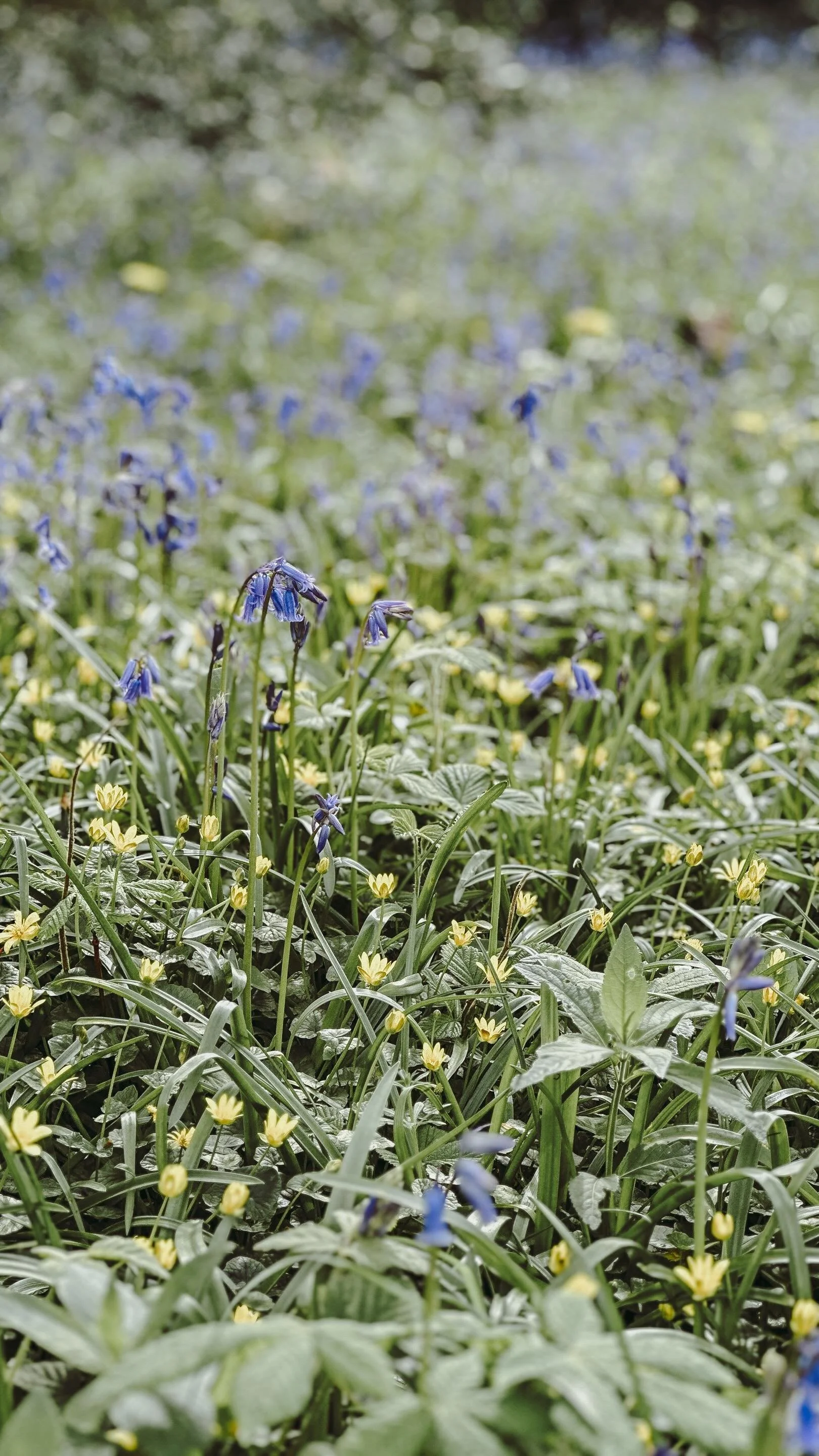 Dandelion Uses and Medicinal Properties — Emily & the Plants