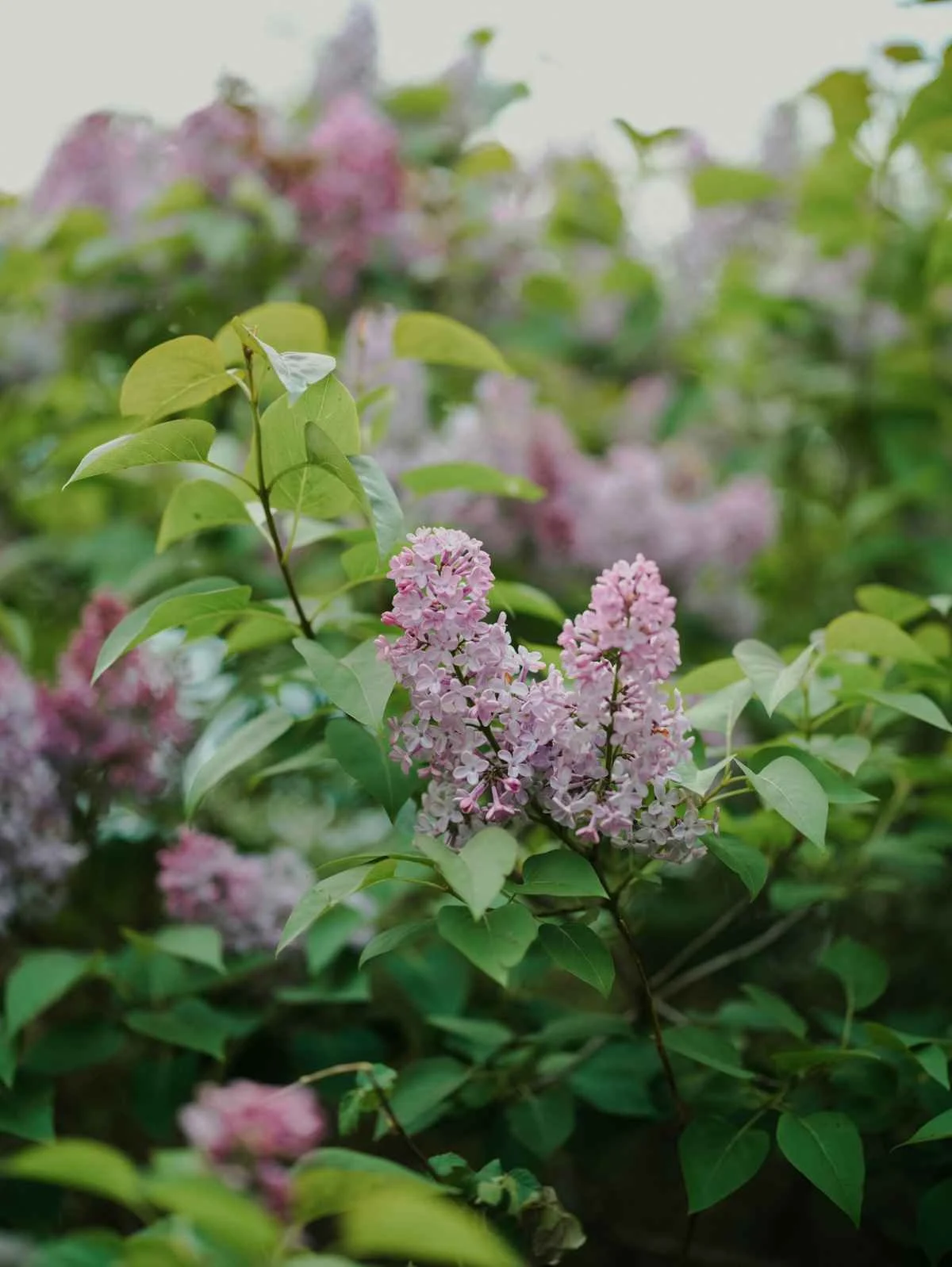 Nourishing your nervous system: Pain relief — Emily & the Plants