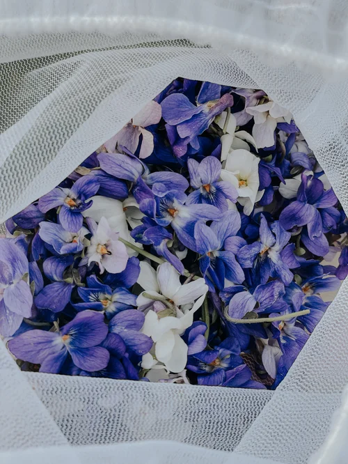 Sweet Violet Properties, Uses & Folklore — Emily & the Plants