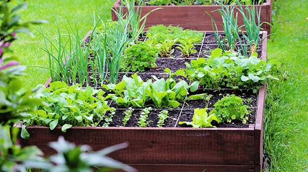 Square Foot Gardening — Dodge County Master Gardener Association