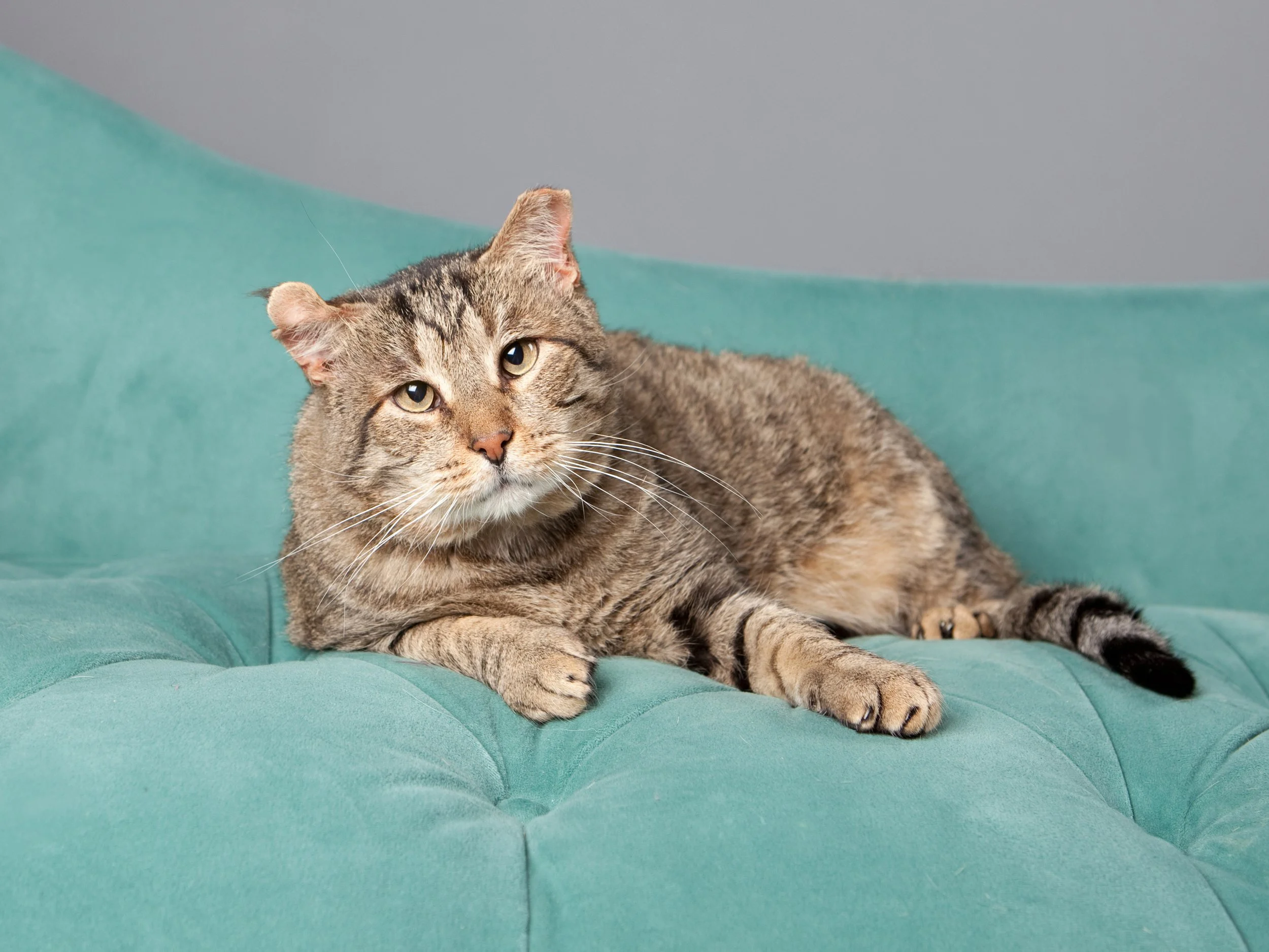 GRASP Animal Rescue | Adopt, Foster, Volunteer