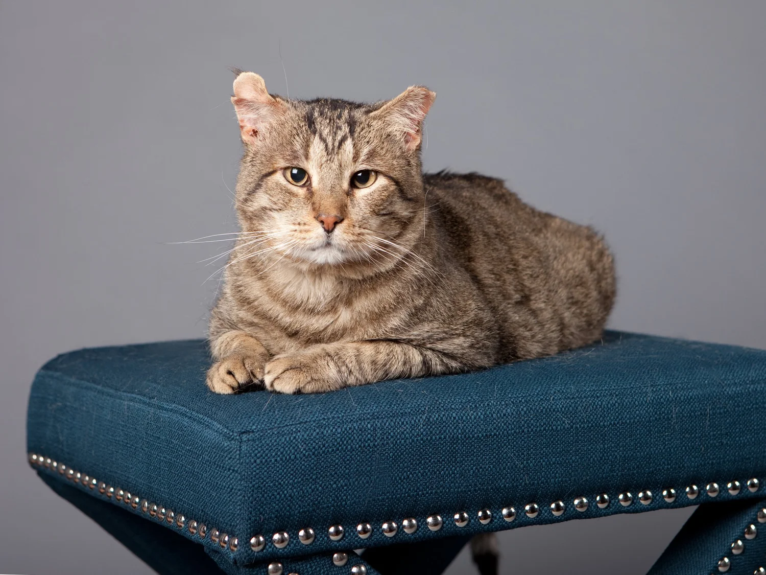 Donate | Support with a Gift — GRASP Animal Rescue