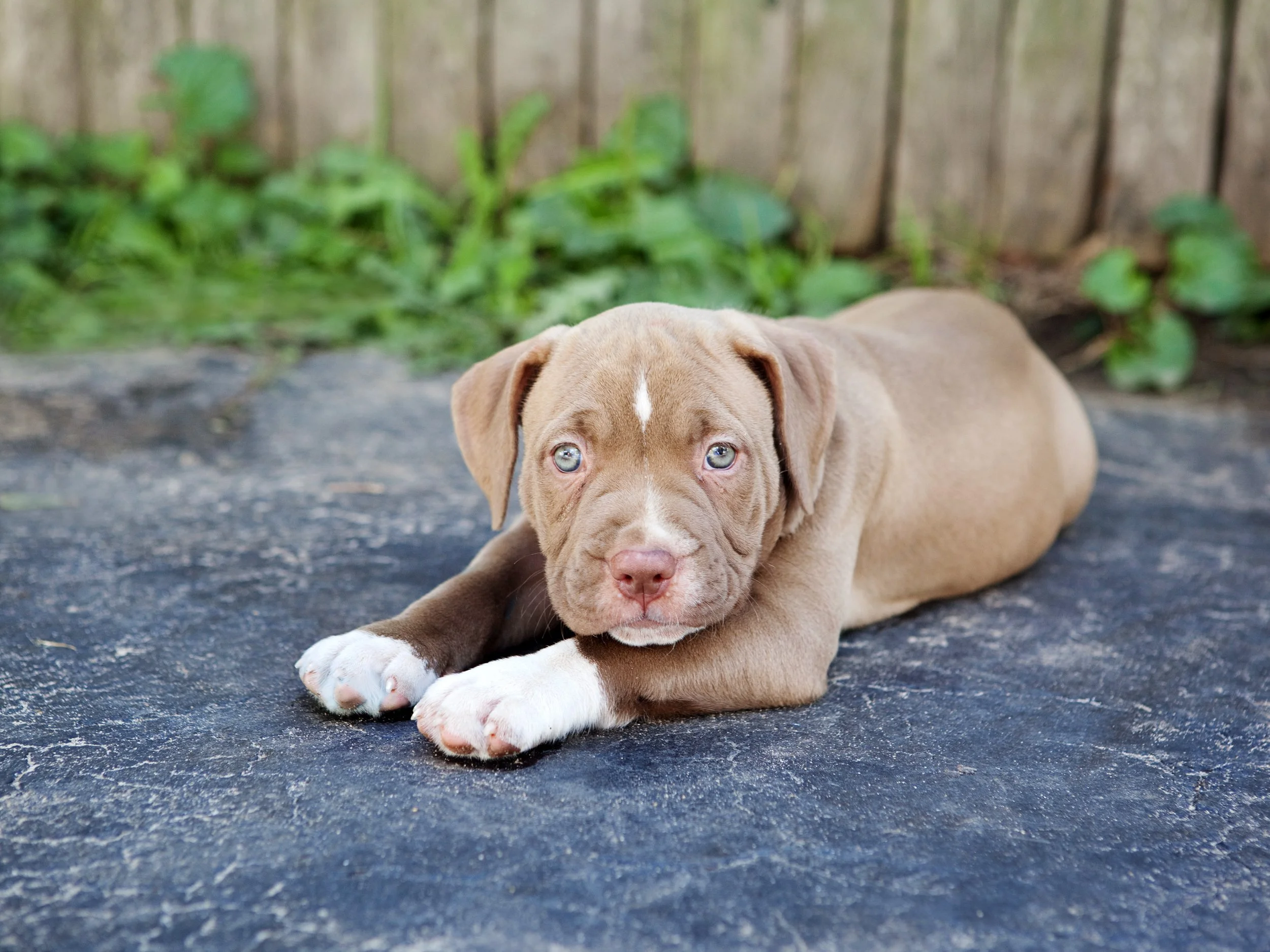 GRASP Animal Rescue | Adopt, Foster, Volunteer