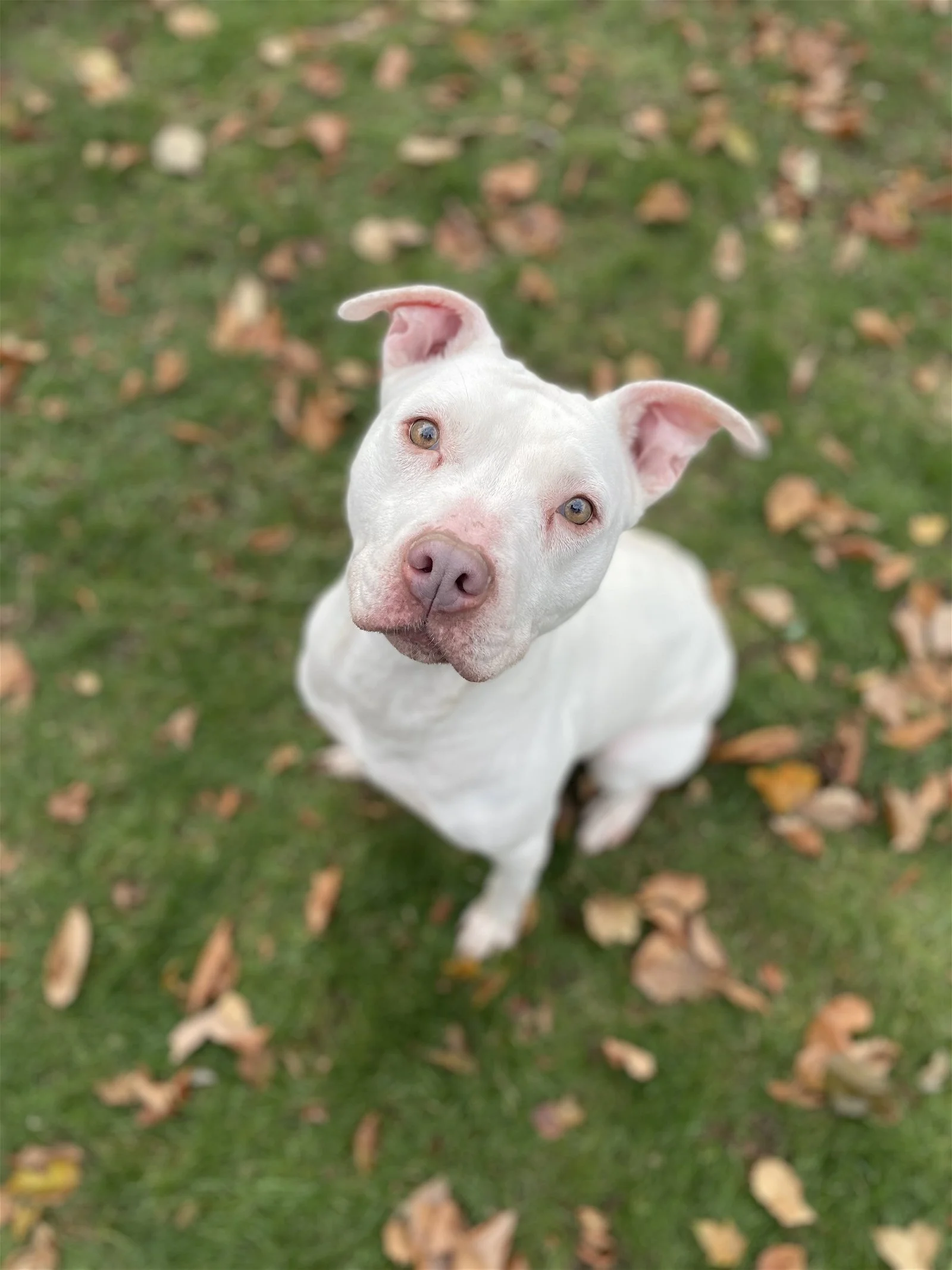 Greece Residents Assisting Stray Pets