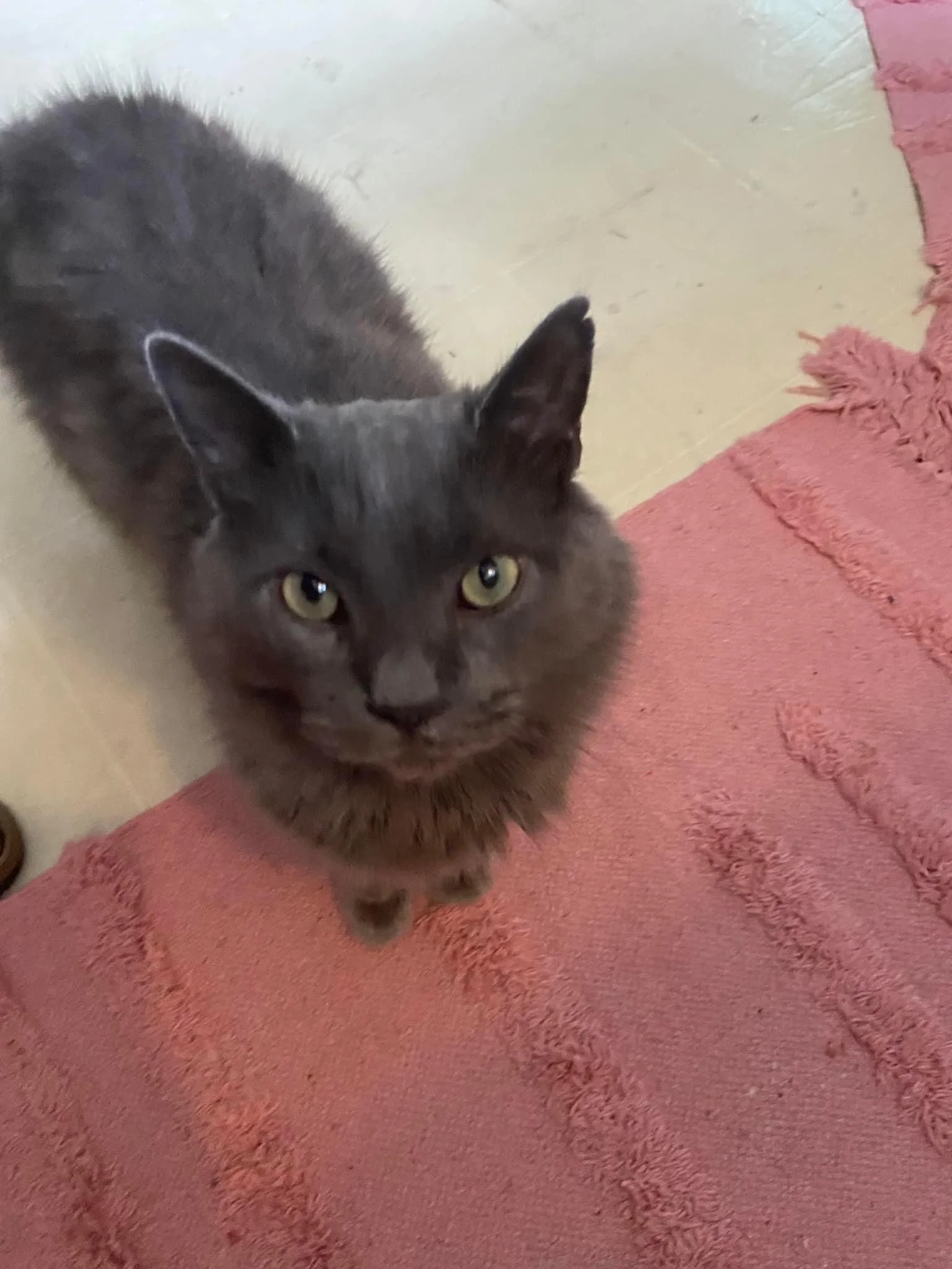 Greece Residents Assisting Stray Pets