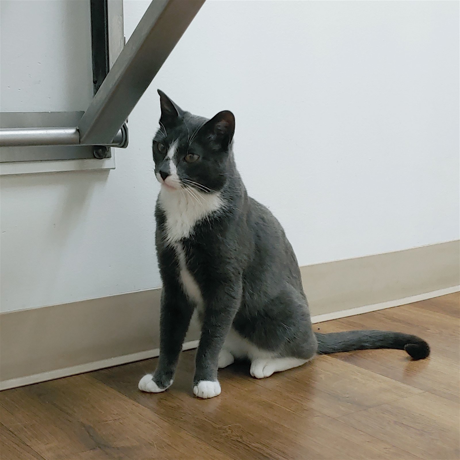 Greece Residents Assisting Stray Pets