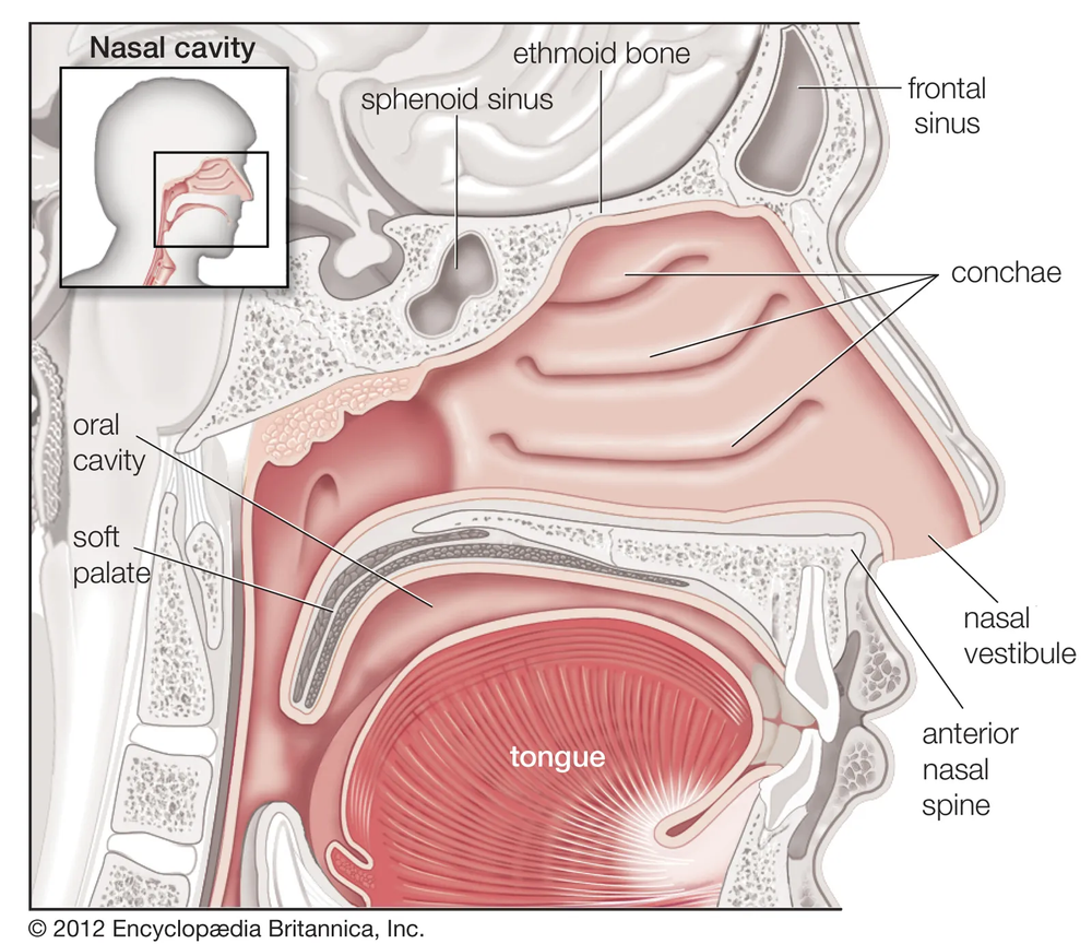 Mastering Vocal Technique: The Essential Role of the Soft Palate ...