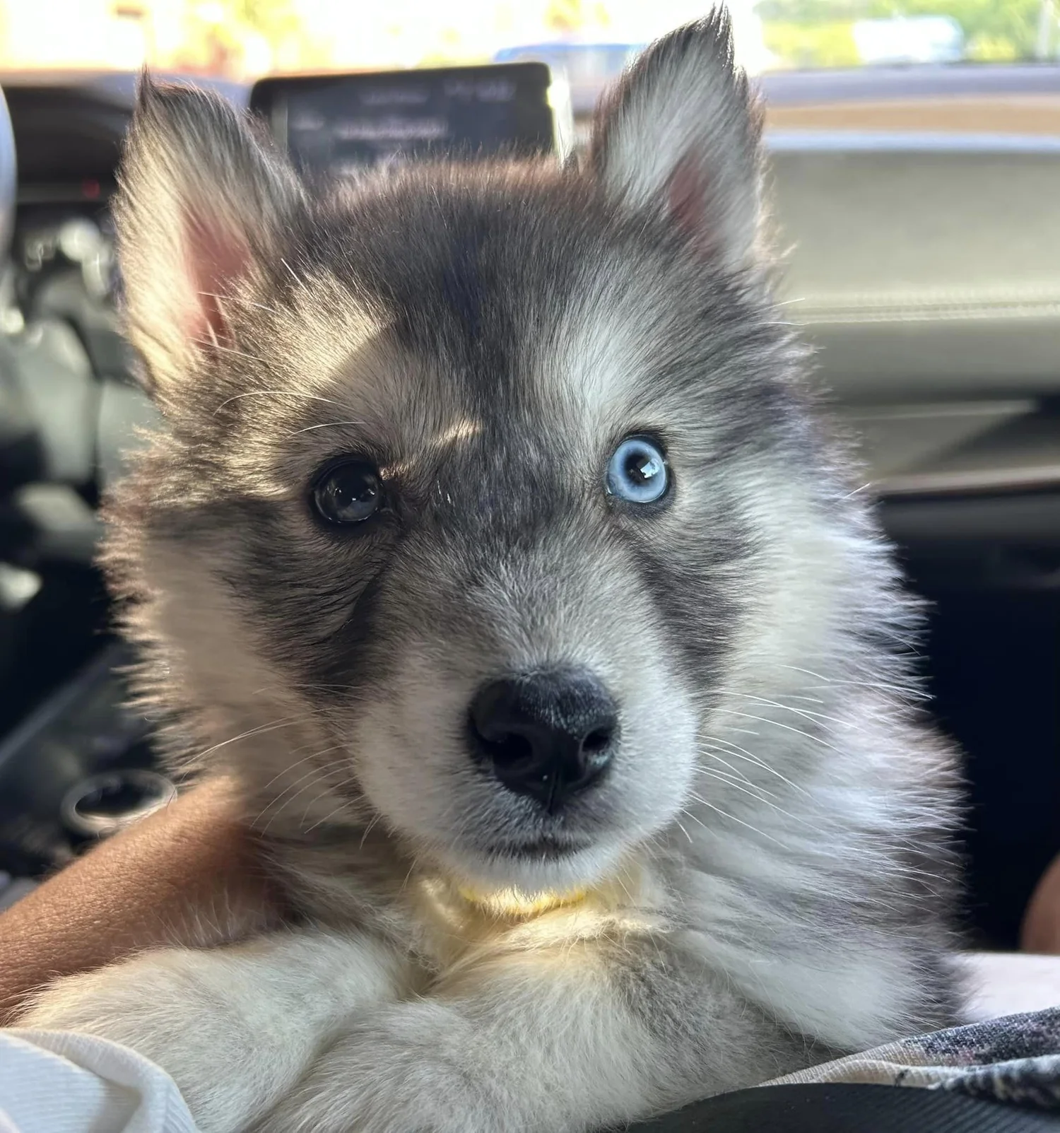 Halo Huskies - Husky Puppies for Sale