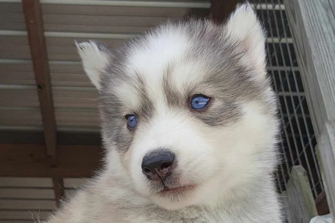 Agouti Husky Puppies for Sale | Reserve Your Puppy Today — Halo Huskies
