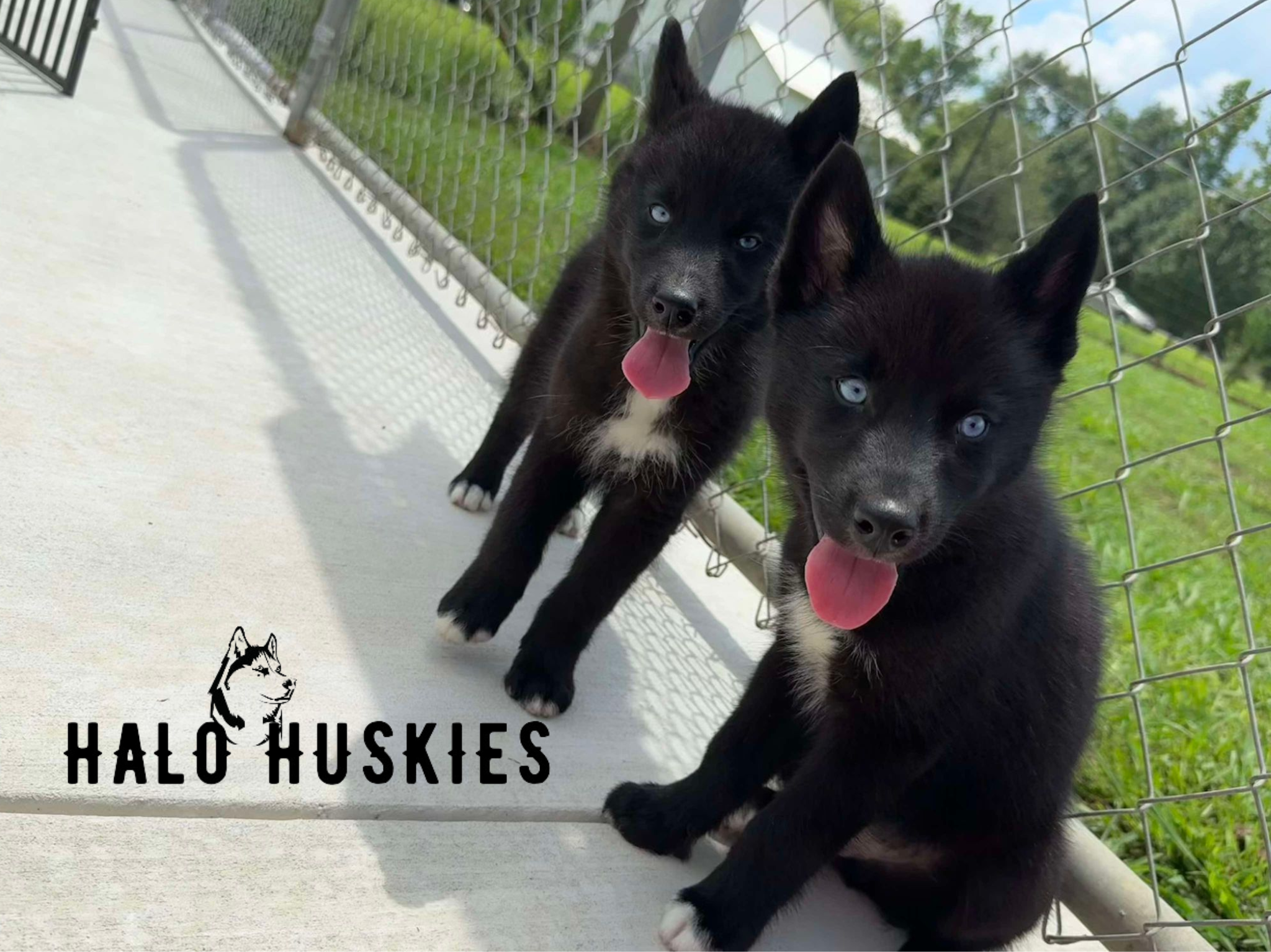 Halo Huskies - Husky Puppies for Sale