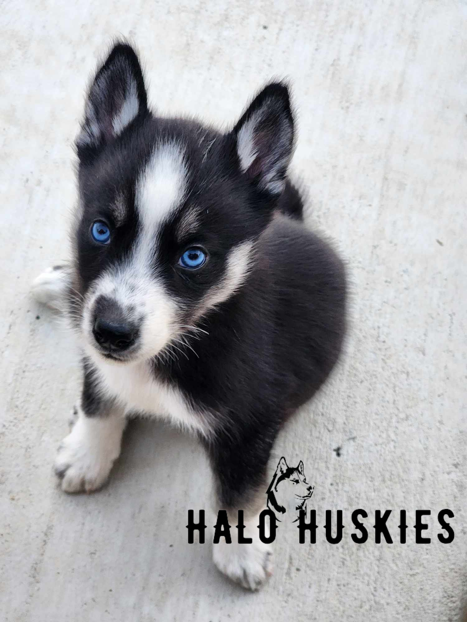 Sold: Black and Tan Husky Puppy (Ruby’s Female #4) — Halo Huskies