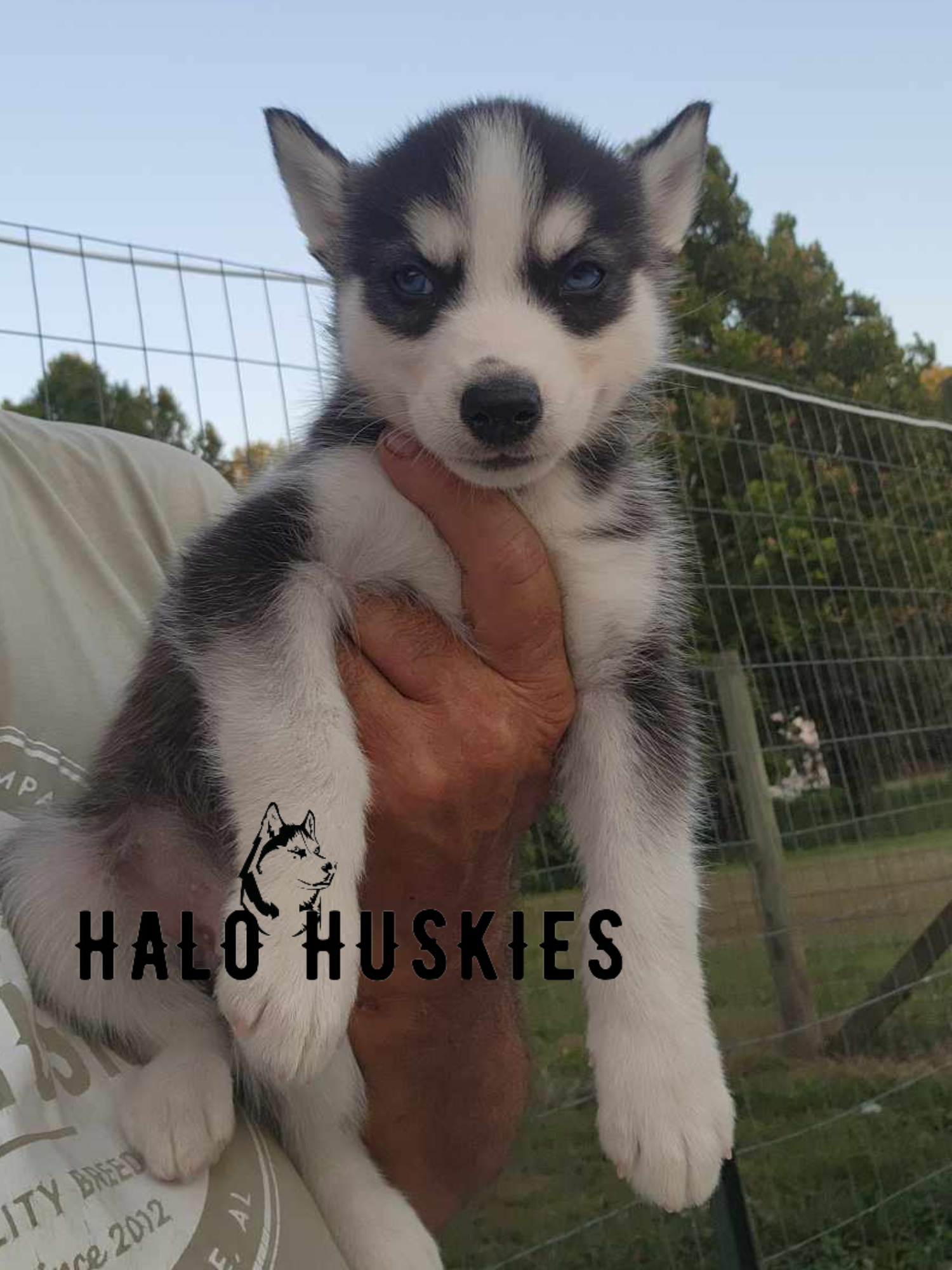 Sold: Ruby/Clyde’s Black/White Husky Male #6 — Halo Huskies