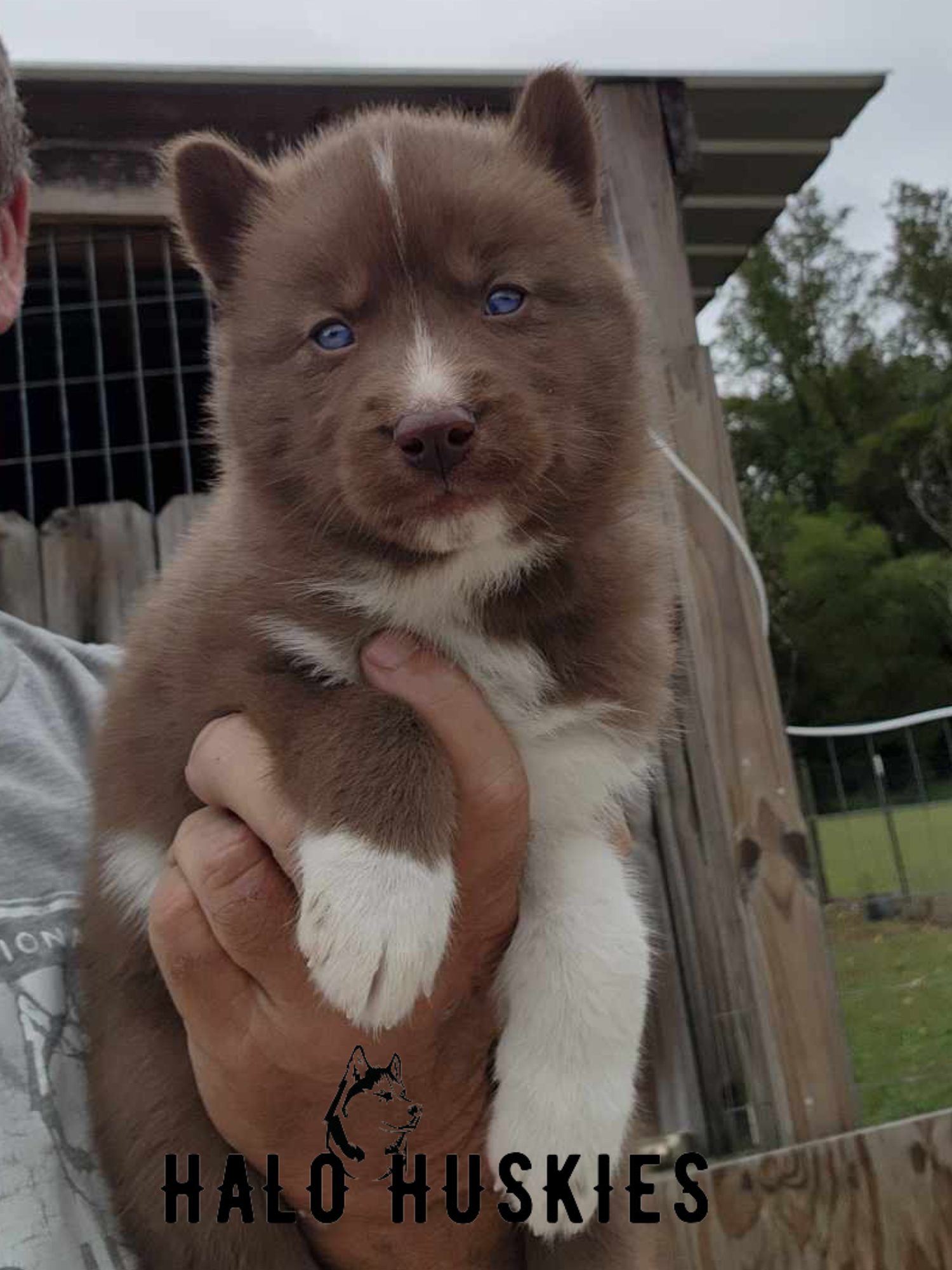 Sold: Copper Husky Puppy (Spirit’s Male #5) — Halo Huskies