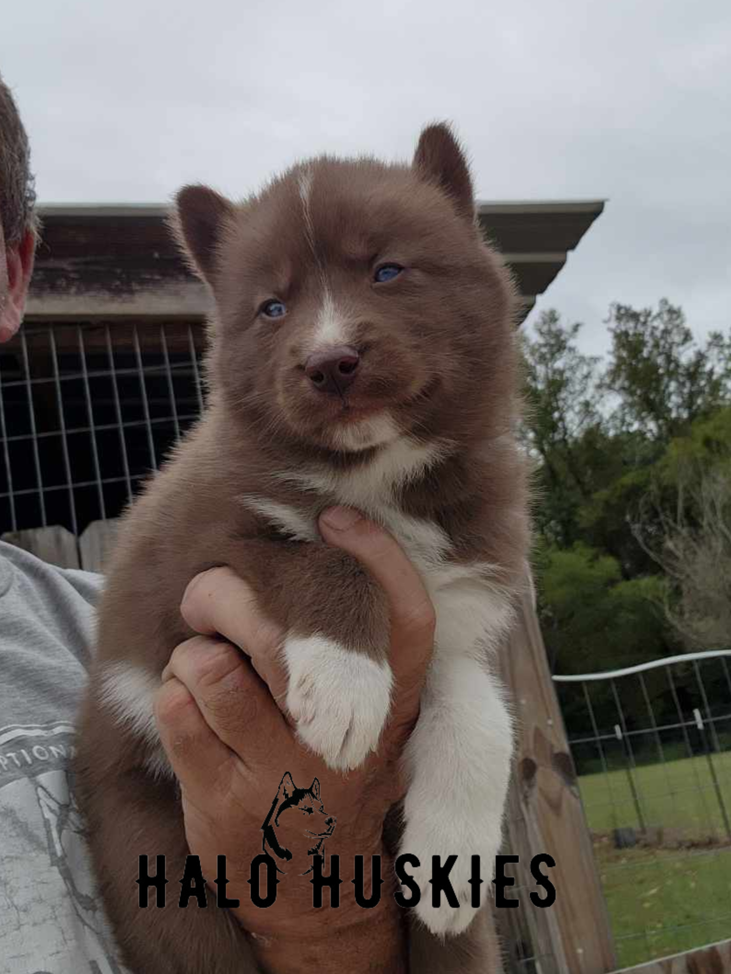 Sold: Copper Husky Puppy (Spirit’s Male #5) — Halo Huskies