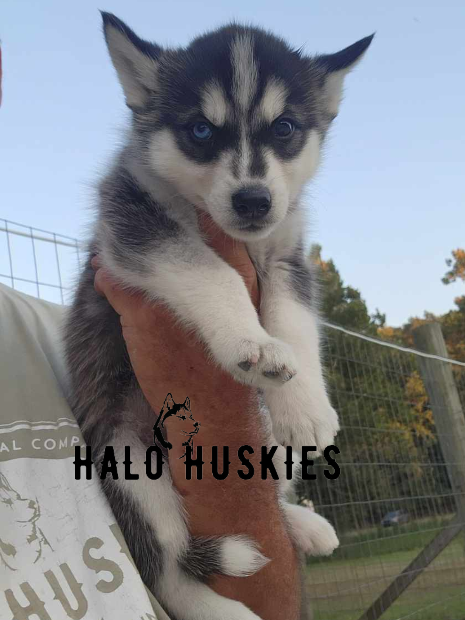 Going Home: Ruby/Clyde’s Black and White Female #2 — Halo Huskies