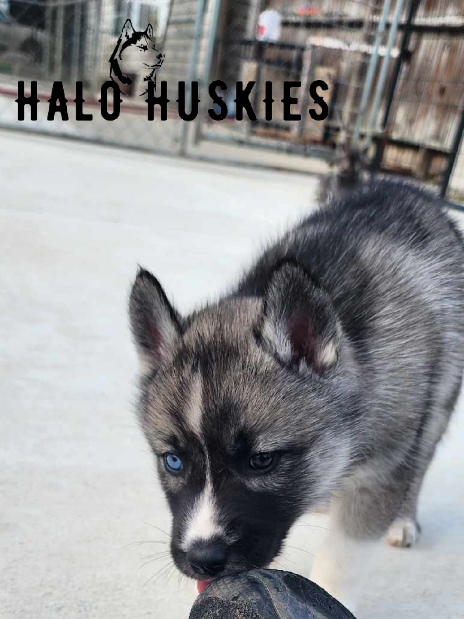 Sold: Agouti Husky Puppy (Spirit’s Female #1) — Halo Huskies