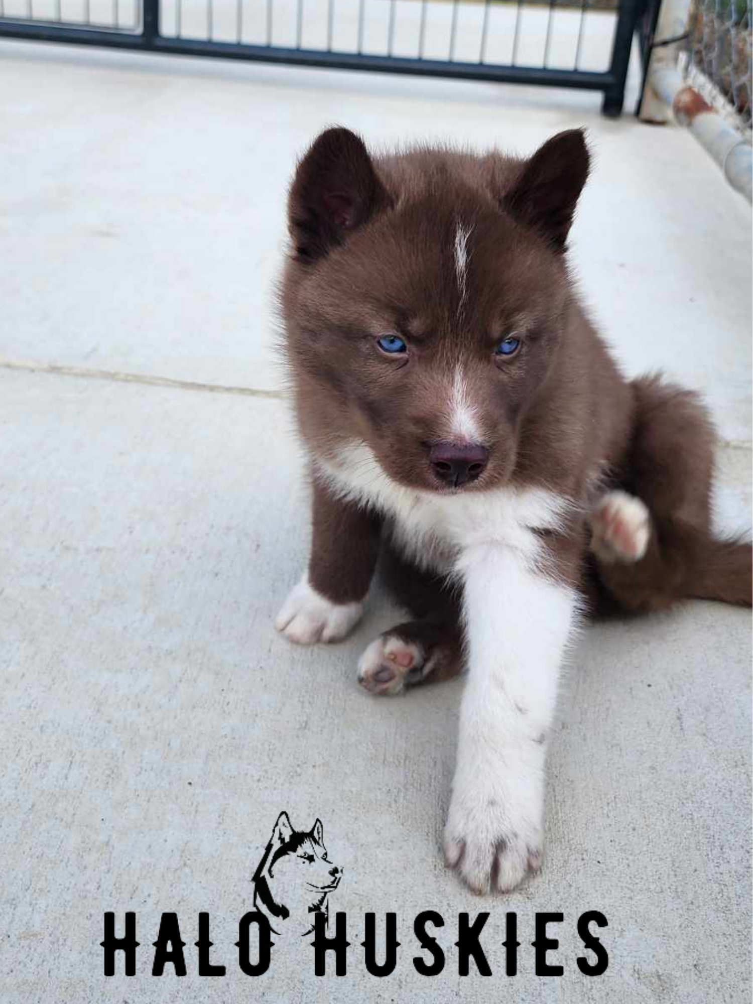 Sold: Copper Husky Puppy (Spirit’s Male #5) — Halo Huskies