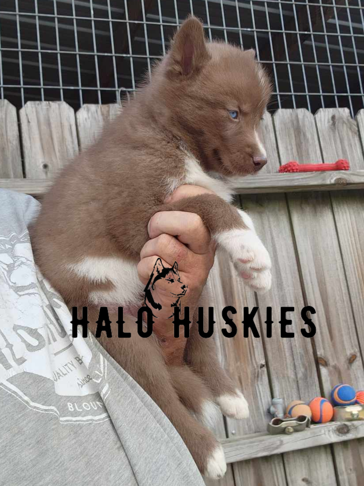 Sold: Copper Husky Puppy (Spirit’s Male #5) — Halo Huskies