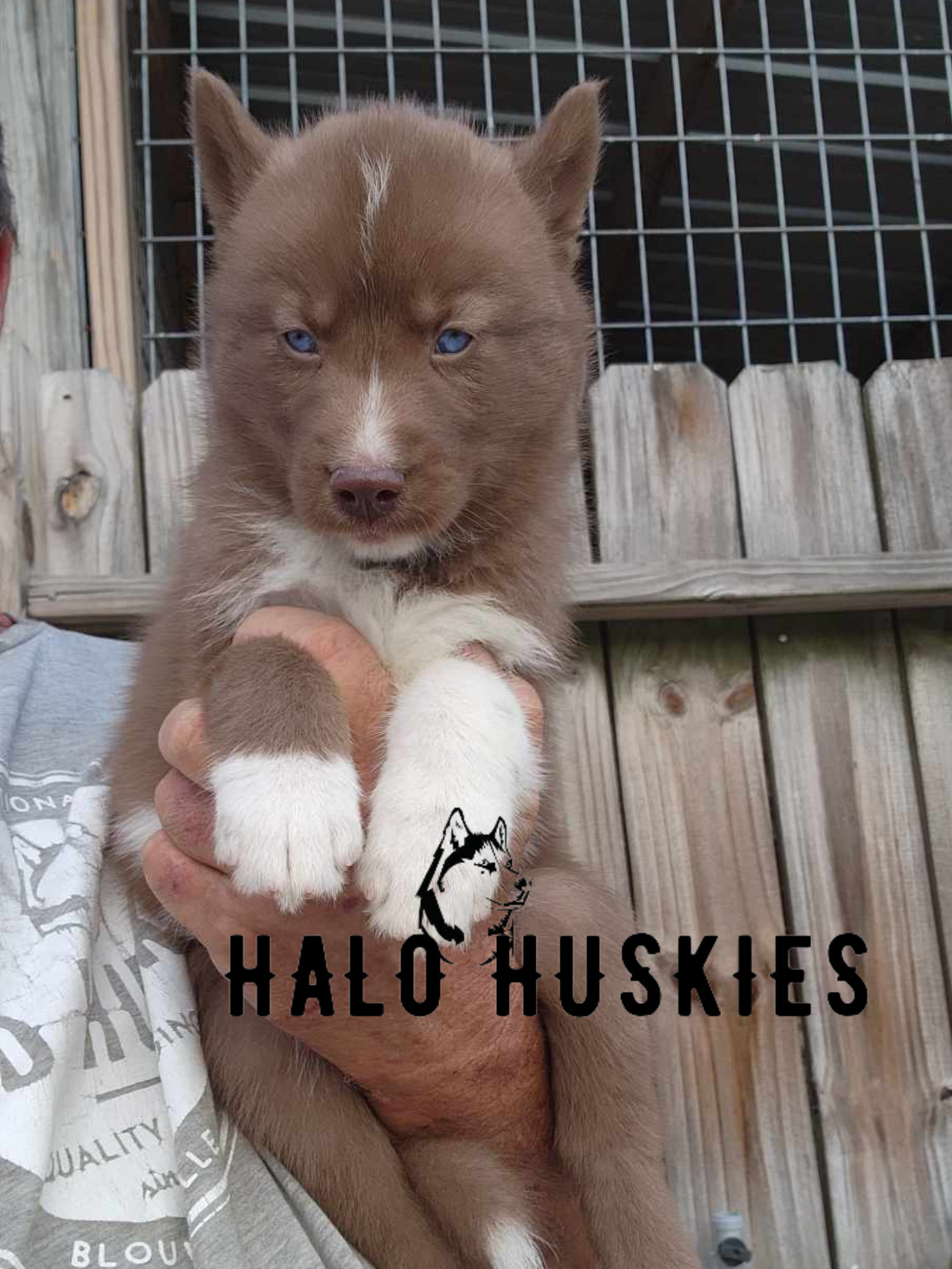 Sold: Copper Husky Puppy (Spirit’s Male #5) — Halo Huskies