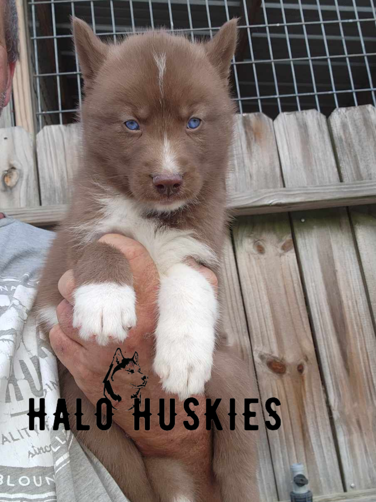 Sold: Copper Husky Puppy (Spirit’s Male #5) — Halo Huskies
