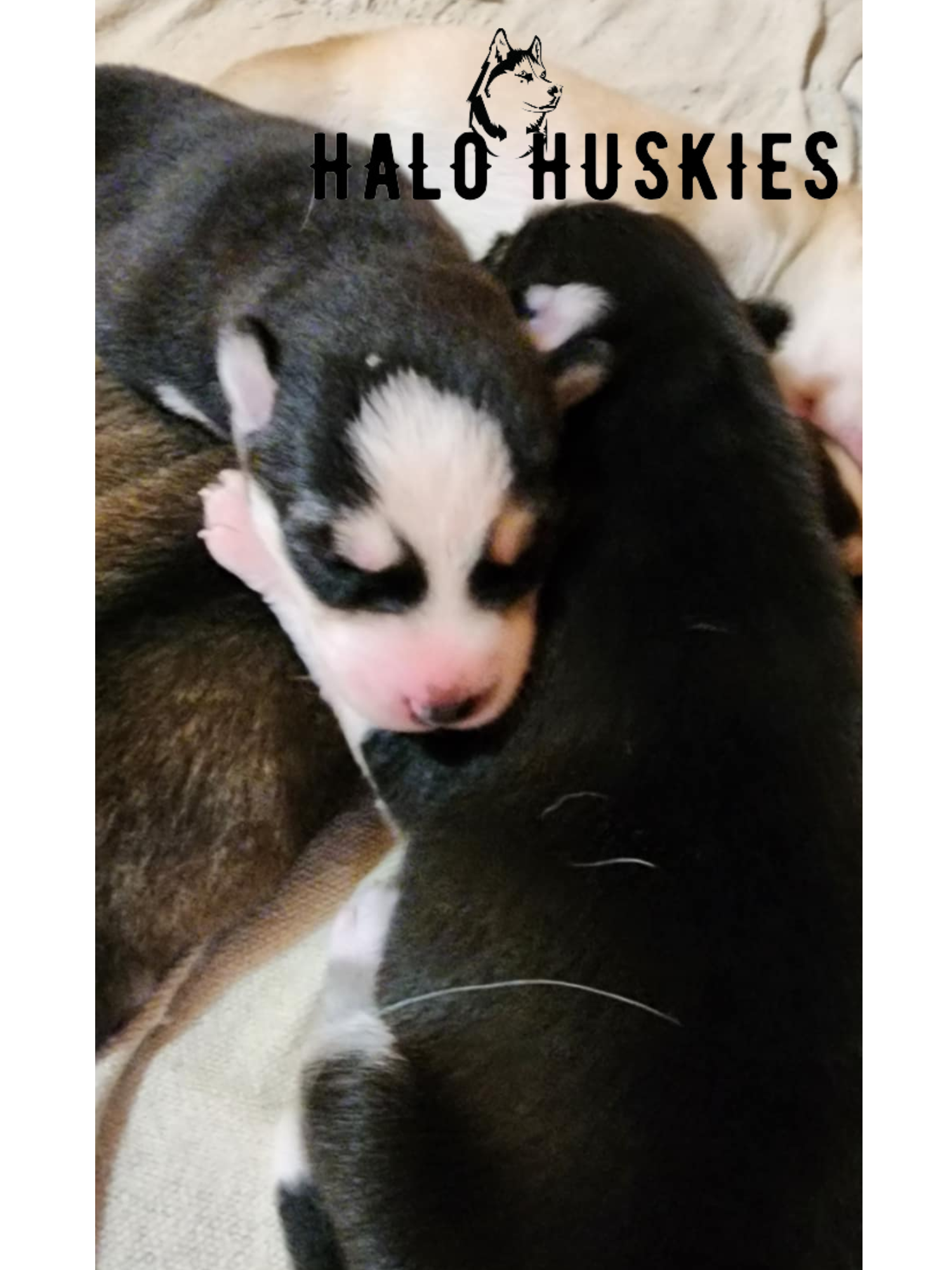 Upcoming Litter: Sable, Red, and/or Black and White Siberian Husky ...