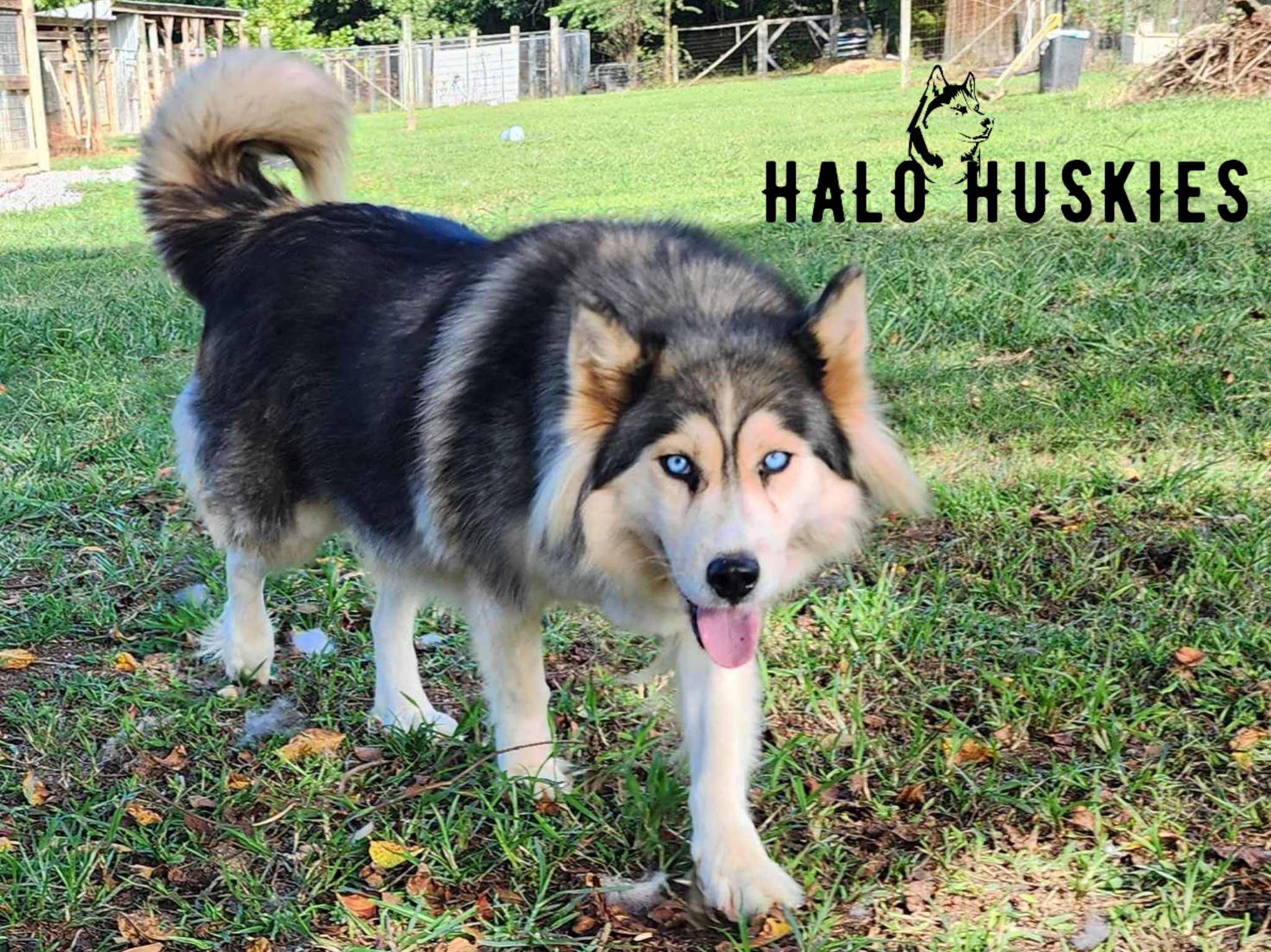 Upcoming Litter: Sable, Red, and/or Black and White Siberian Husky ...