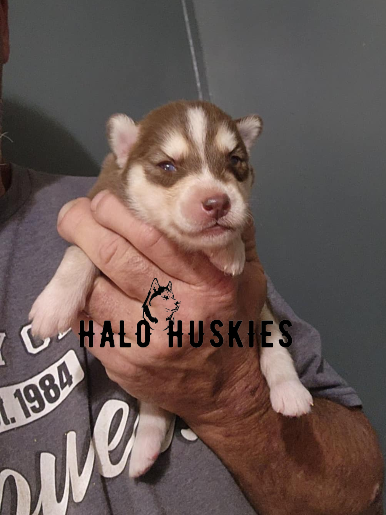 Sold: Copper Husky Puppy (Kira’s Male #1) — Halo Huskies