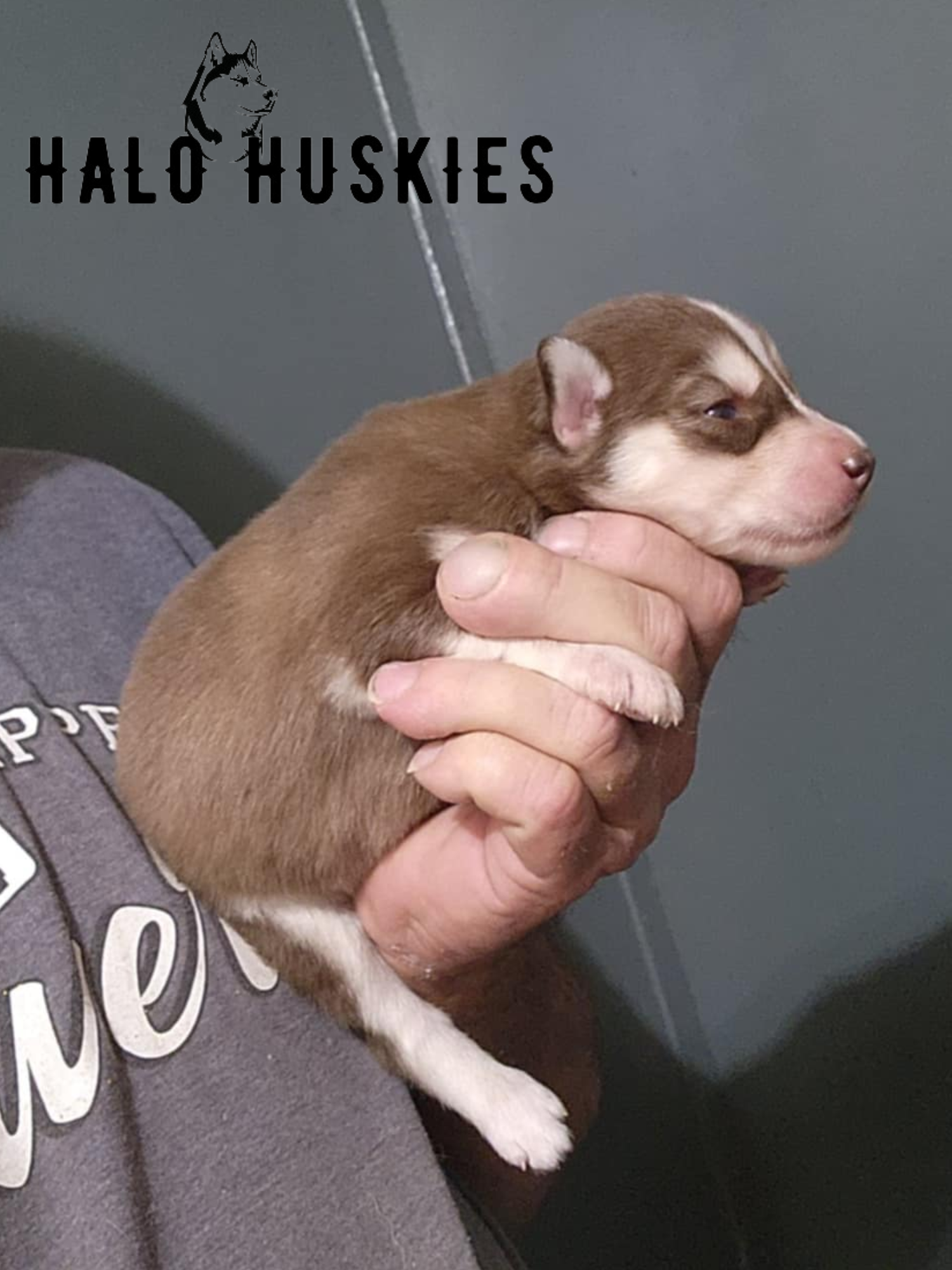 Sold: Copper Husky Puppy (Kira’s Male #1) — Halo Huskies