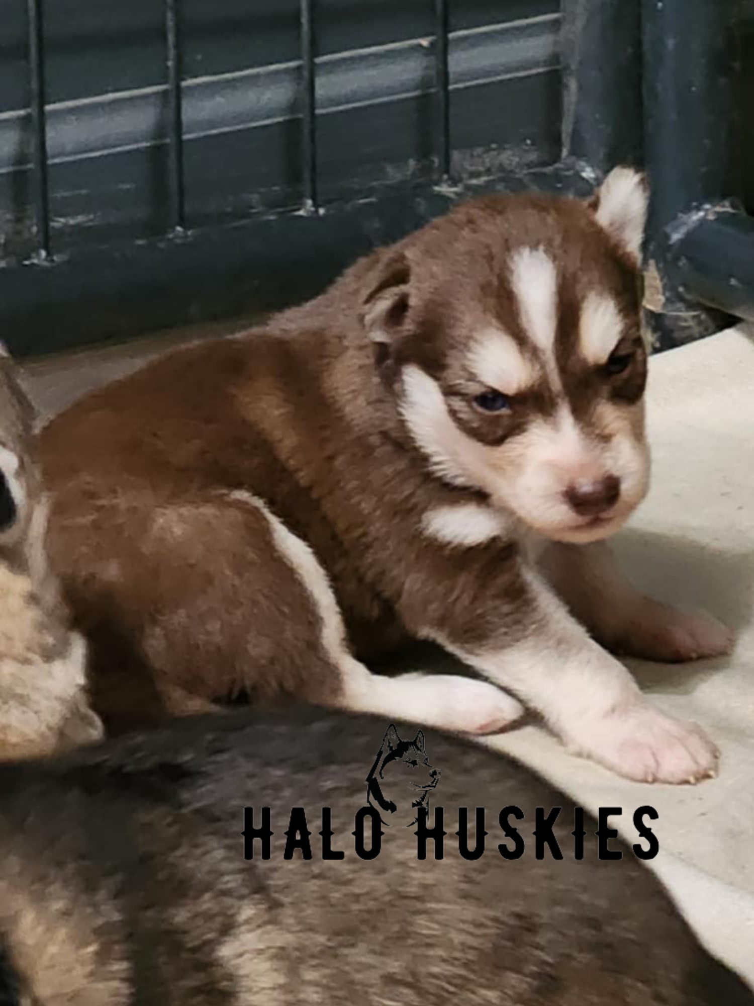 Sold: Copper Husky Puppy (Kira’s Male #1) — Halo Huskies