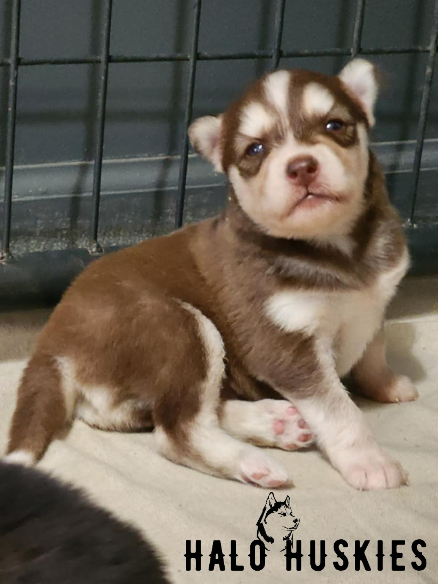 Sold: Copper Husky Puppy (Kira’s Male #1) — Halo Huskies
