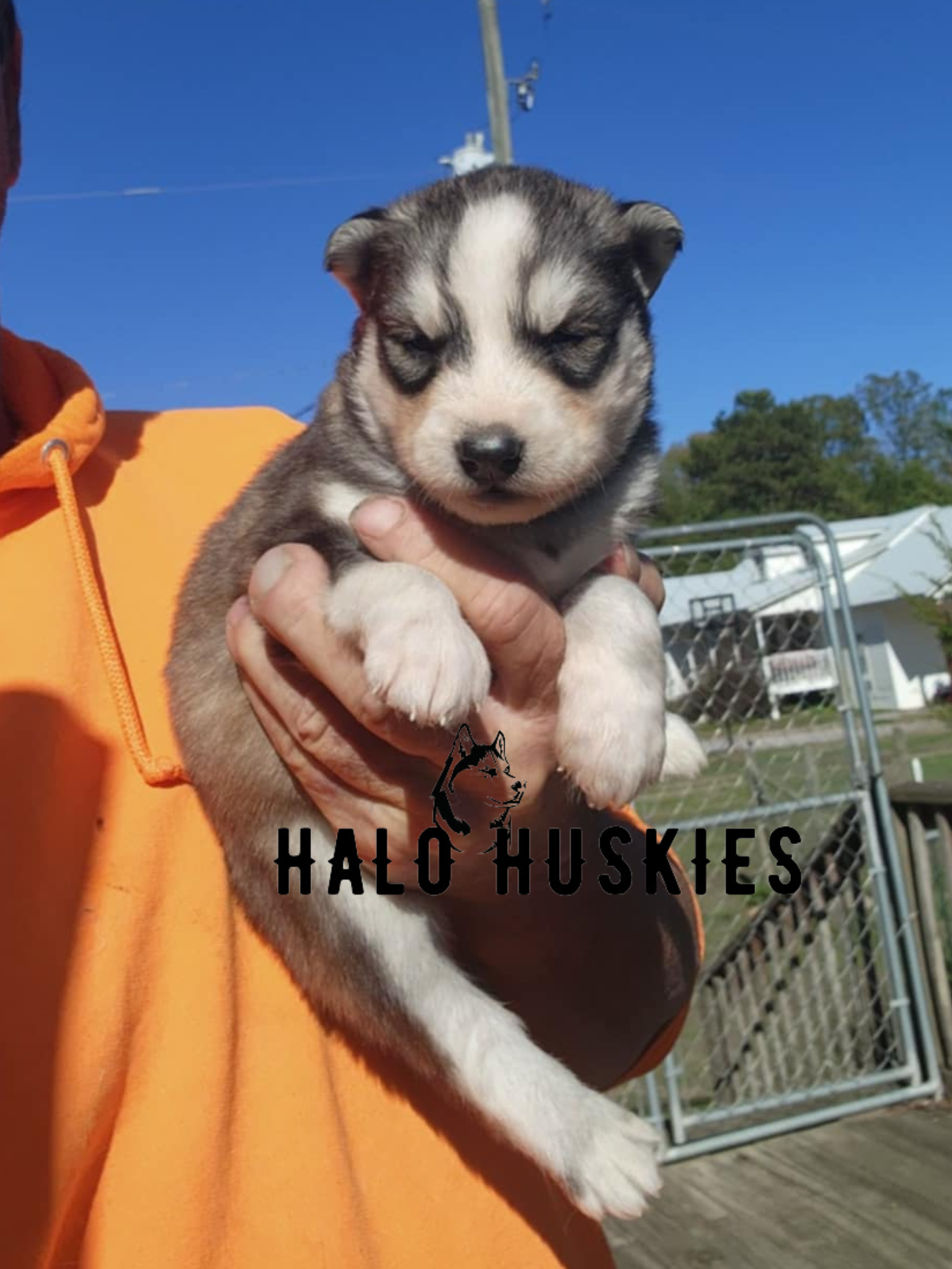 Sold: Sable Husky Puppy (Kira’s Male #5) — Halo Huskies
