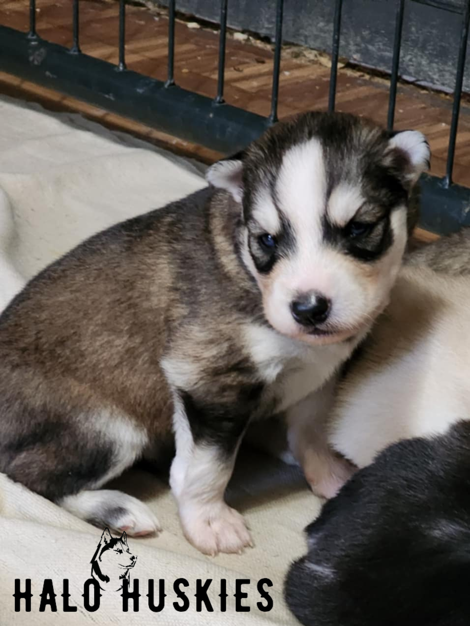 Sold: Sable Husky Puppy (Kira’s Male #5) — Halo Huskies
