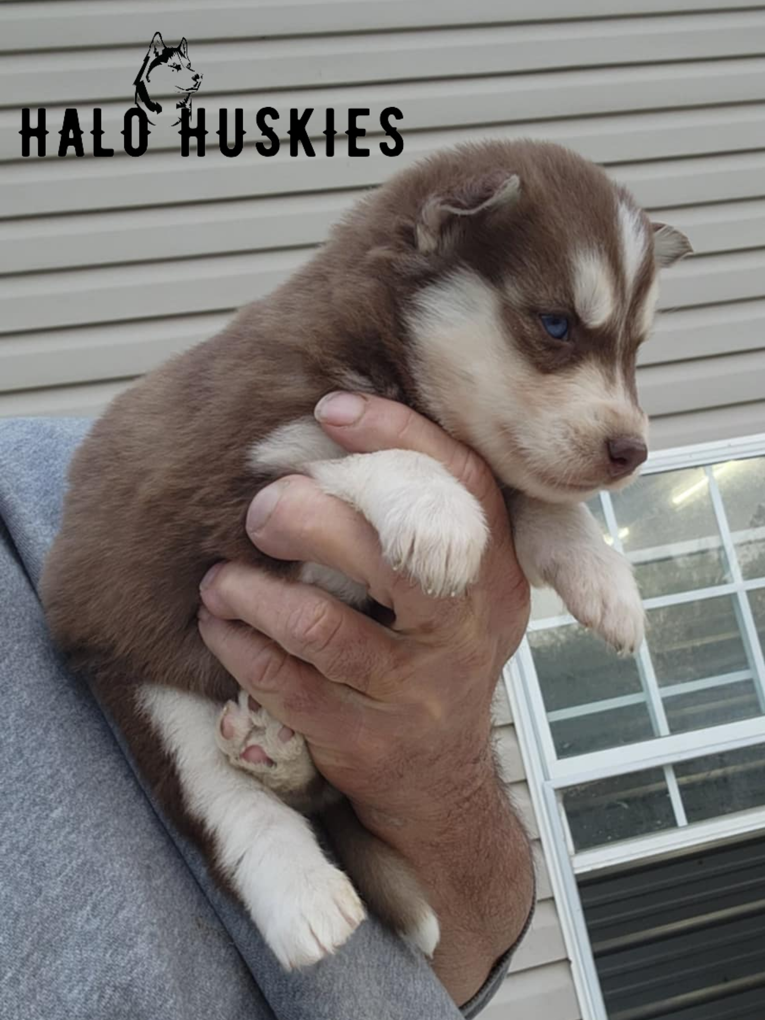 Sold: Copper Husky Puppy (Kira’s Male #1) — Halo Huskies
