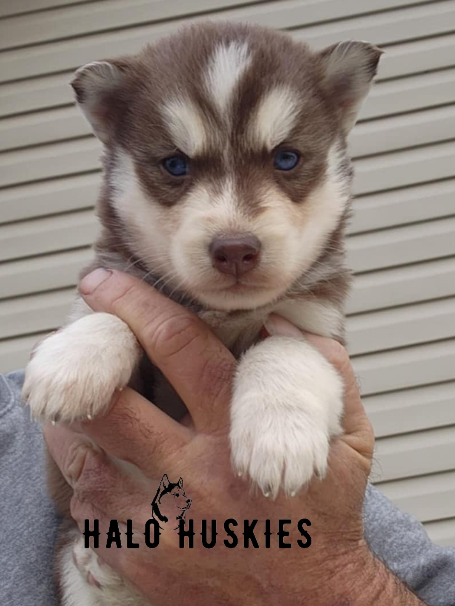 Sold: Copper Husky Puppy (Kira’s Male #1) — Halo Huskies