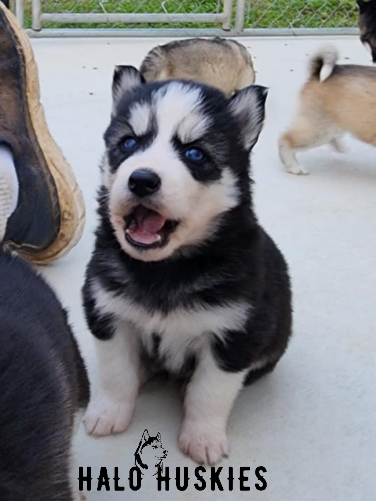 Sold: Male Husky Puppy (Kira’s Male #4) — Halo Huskies