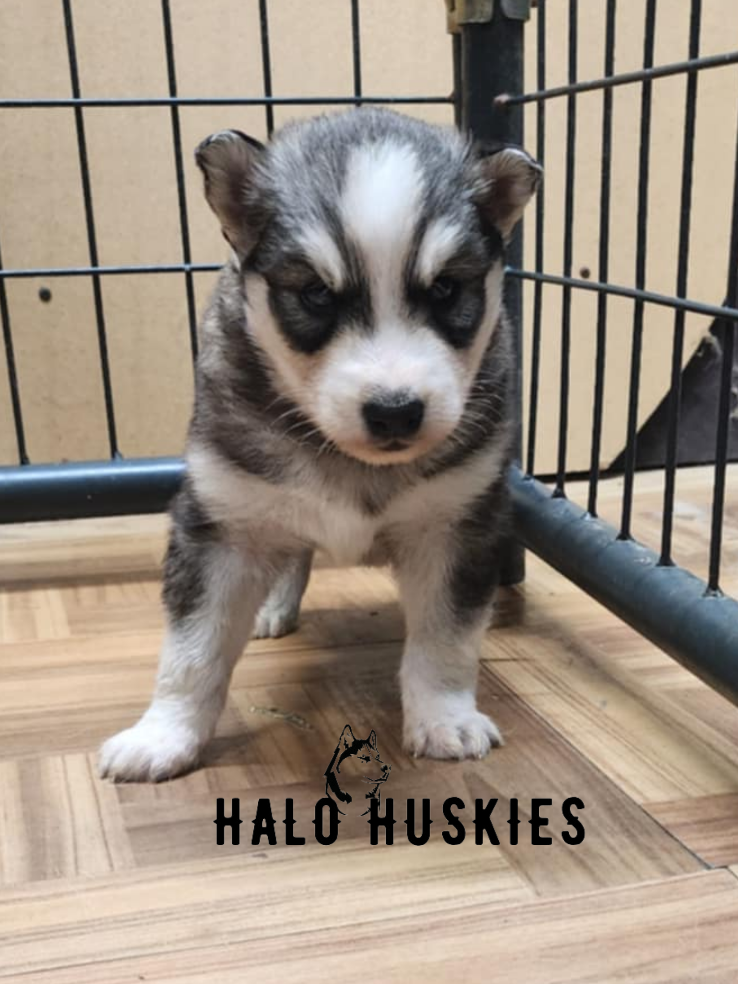 Sold: Sable Husky Puppy (Kira’s Male #5) — Halo Huskies
